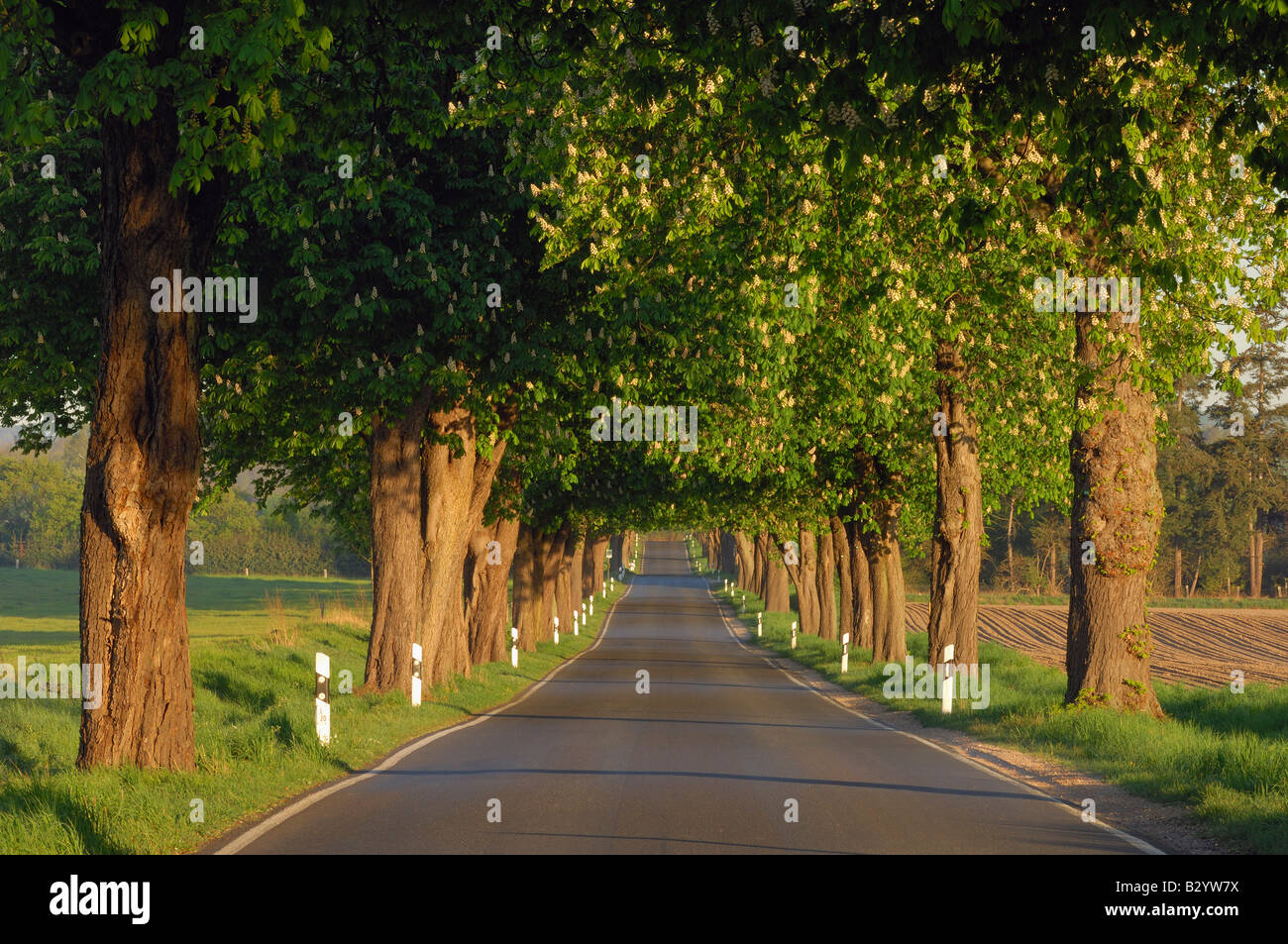 Tall tree lined country road hi-res stock photography and images - Alamy