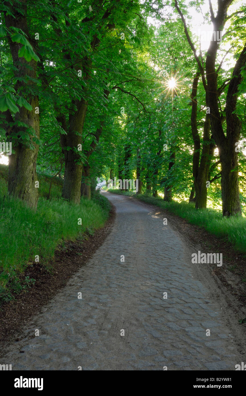 Tall tree lined country road hi-res stock photography and images - Alamy