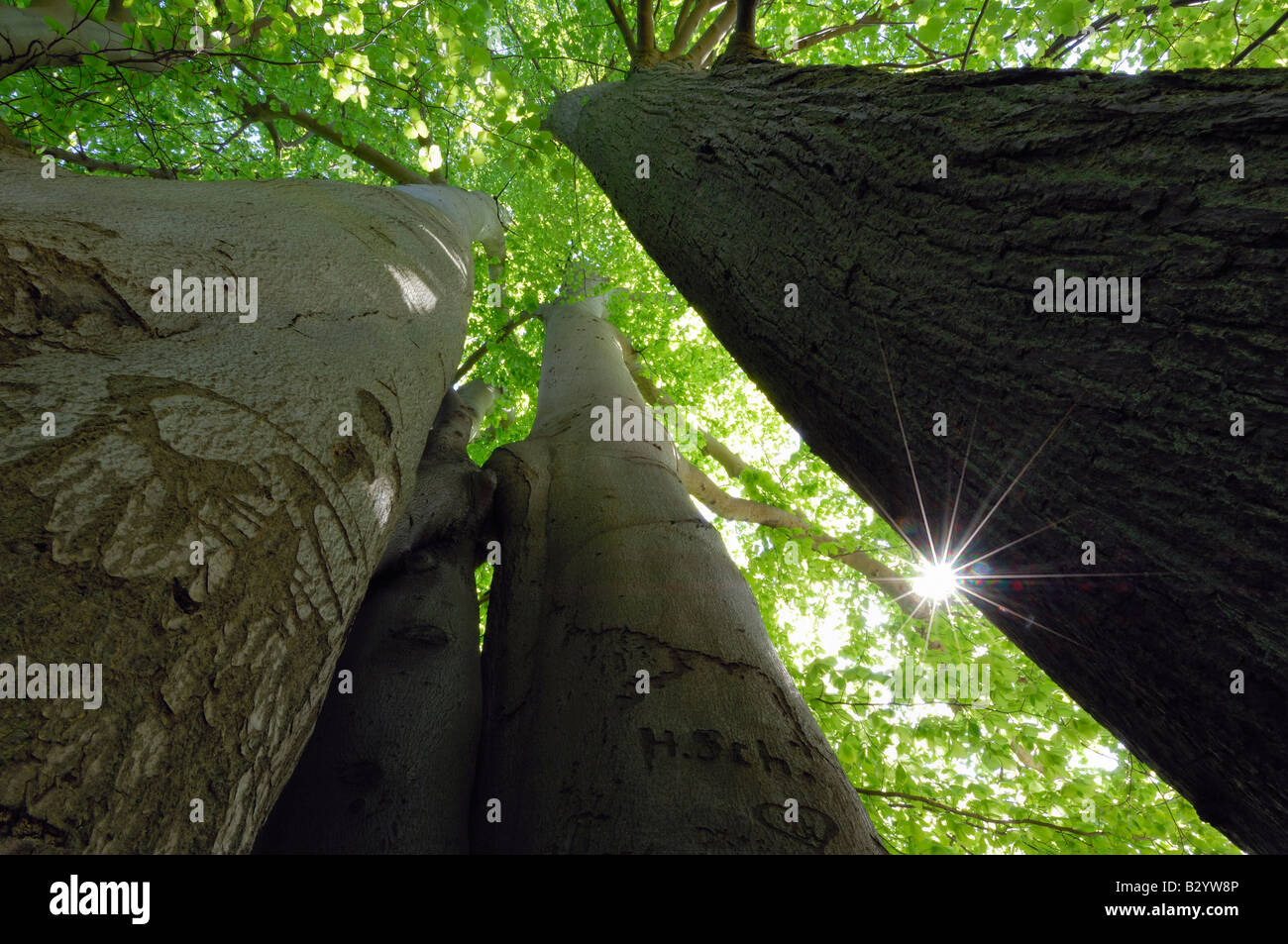 Beneath shady tree hi-res stock photography and images - Alamy