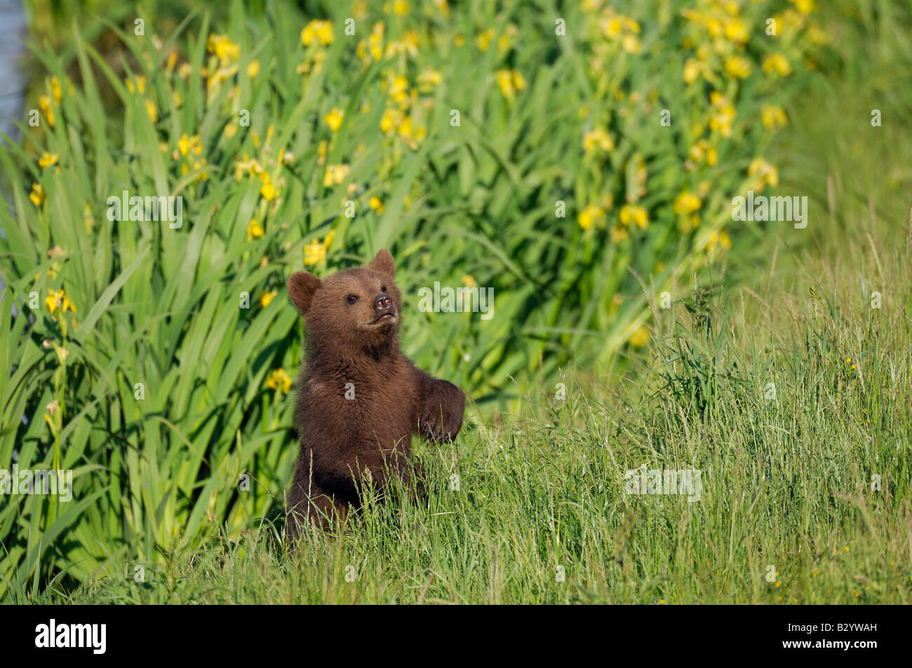 Brown Bear Cub Stock Photo - Alamy