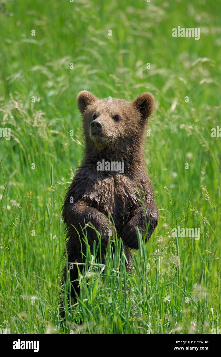 Bear cub hi-res stock photography and images - Alamy