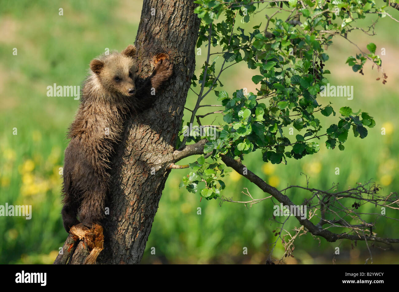 Lone bear tree hi-res stock photography and images - Alamy