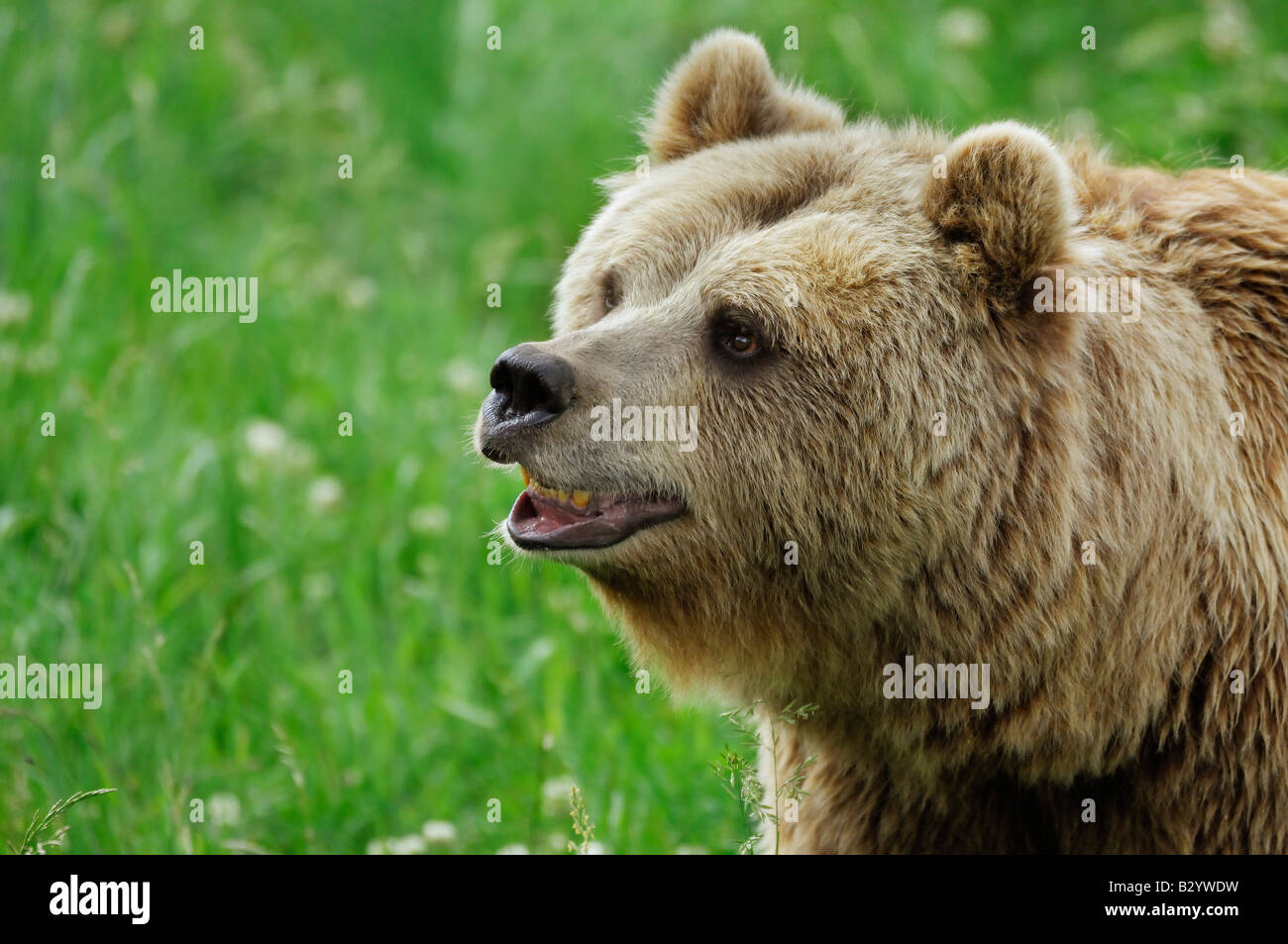 Portrait of Female Brown Bear Stock Photo - Alamy