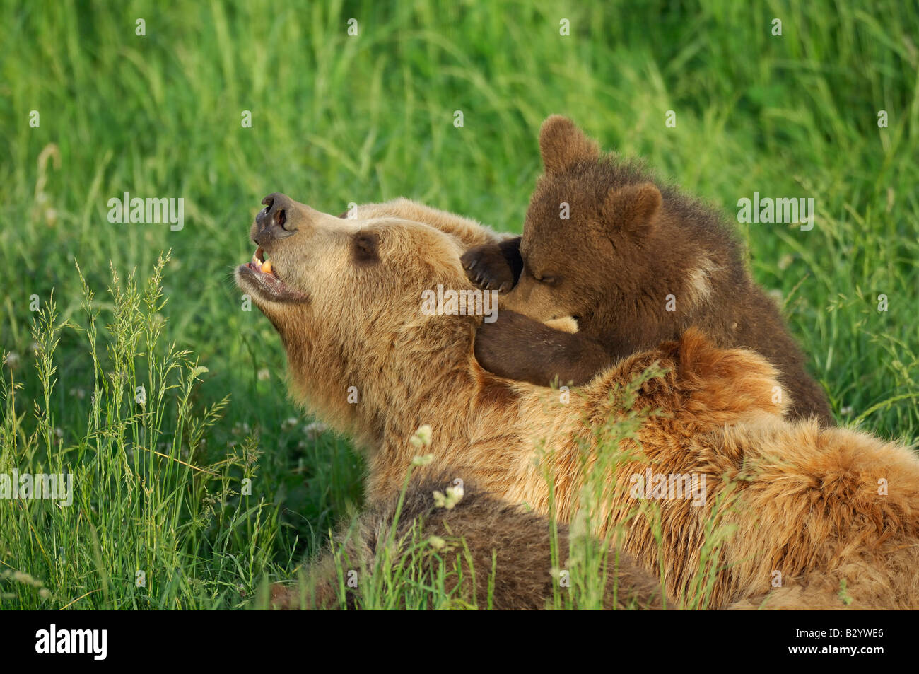 Female Brown Bear with Cub in Meadow Stock Photo - Alamy