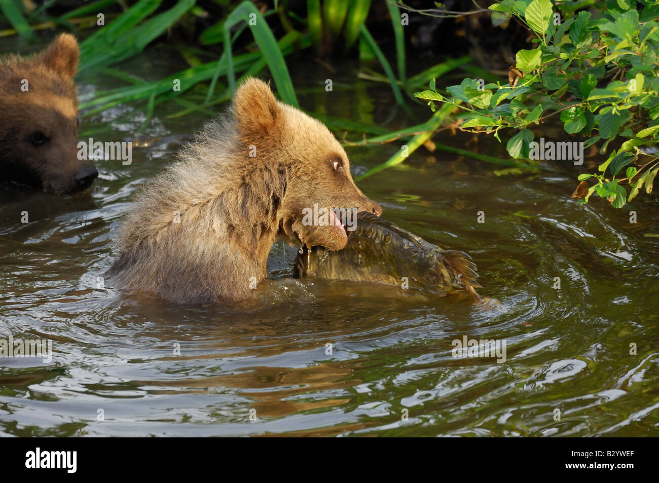 Brown bear catching fish hi-res stock photography and images - Alamy