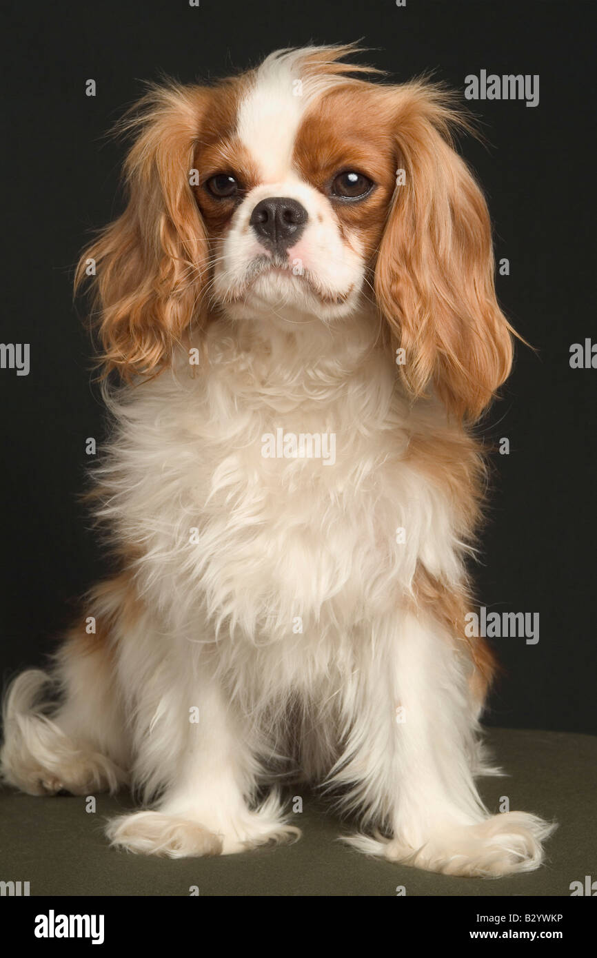 Portrait of King Charles Spaniel Stock Photo - Alamy