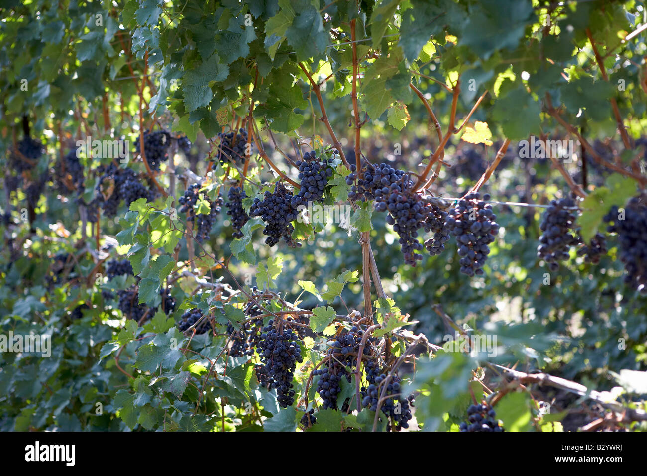 Close-up of Wine Grapes Stock Photo - Alamy