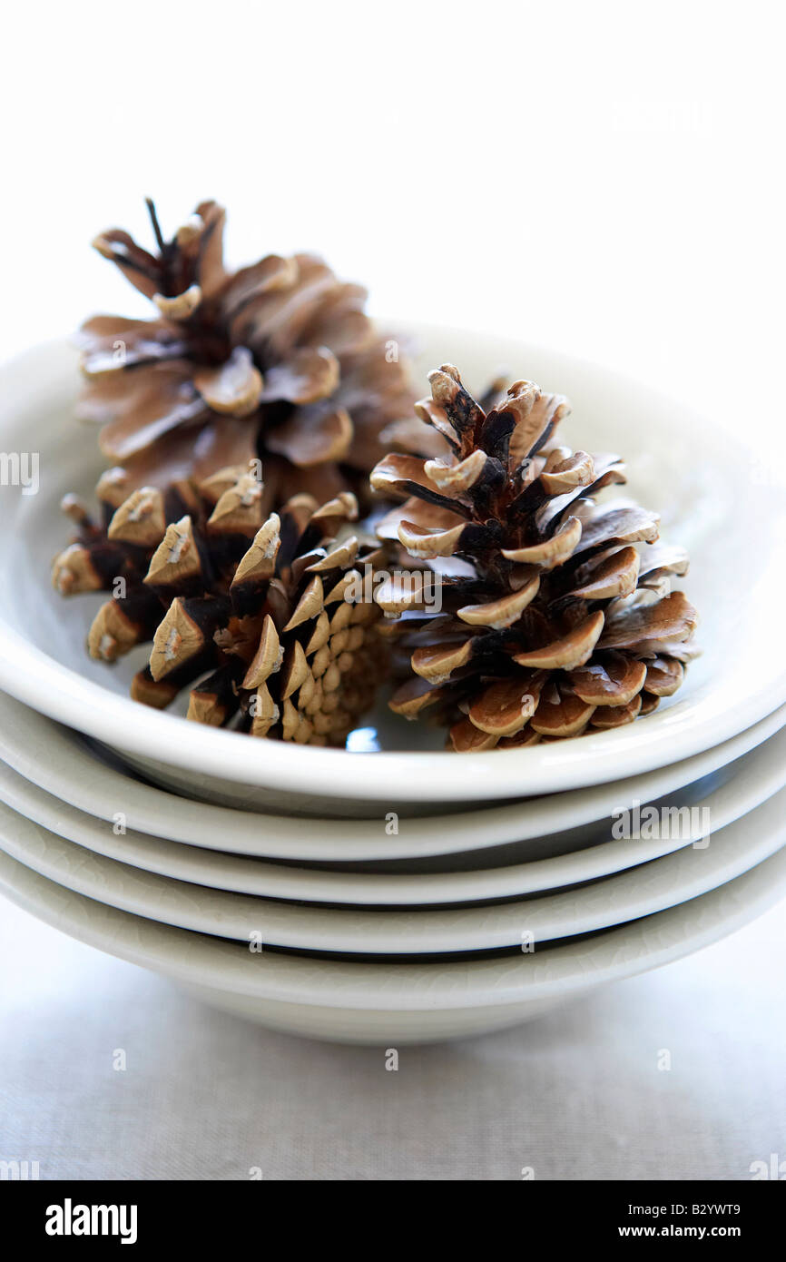 Pinecone still life hi-res stock photography and images - Alamy
