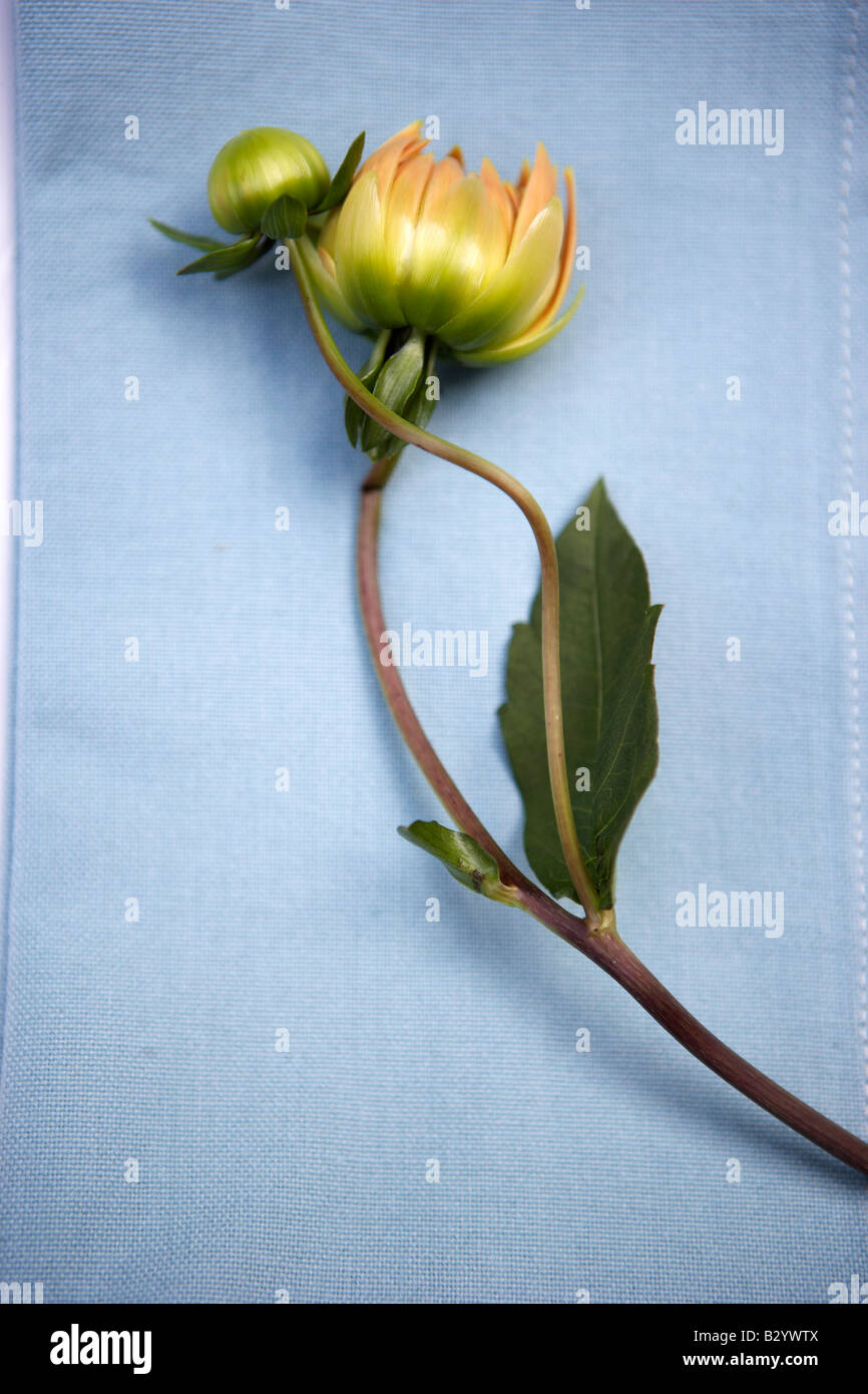 Still Life of Flower Stock Photo - Alamy
