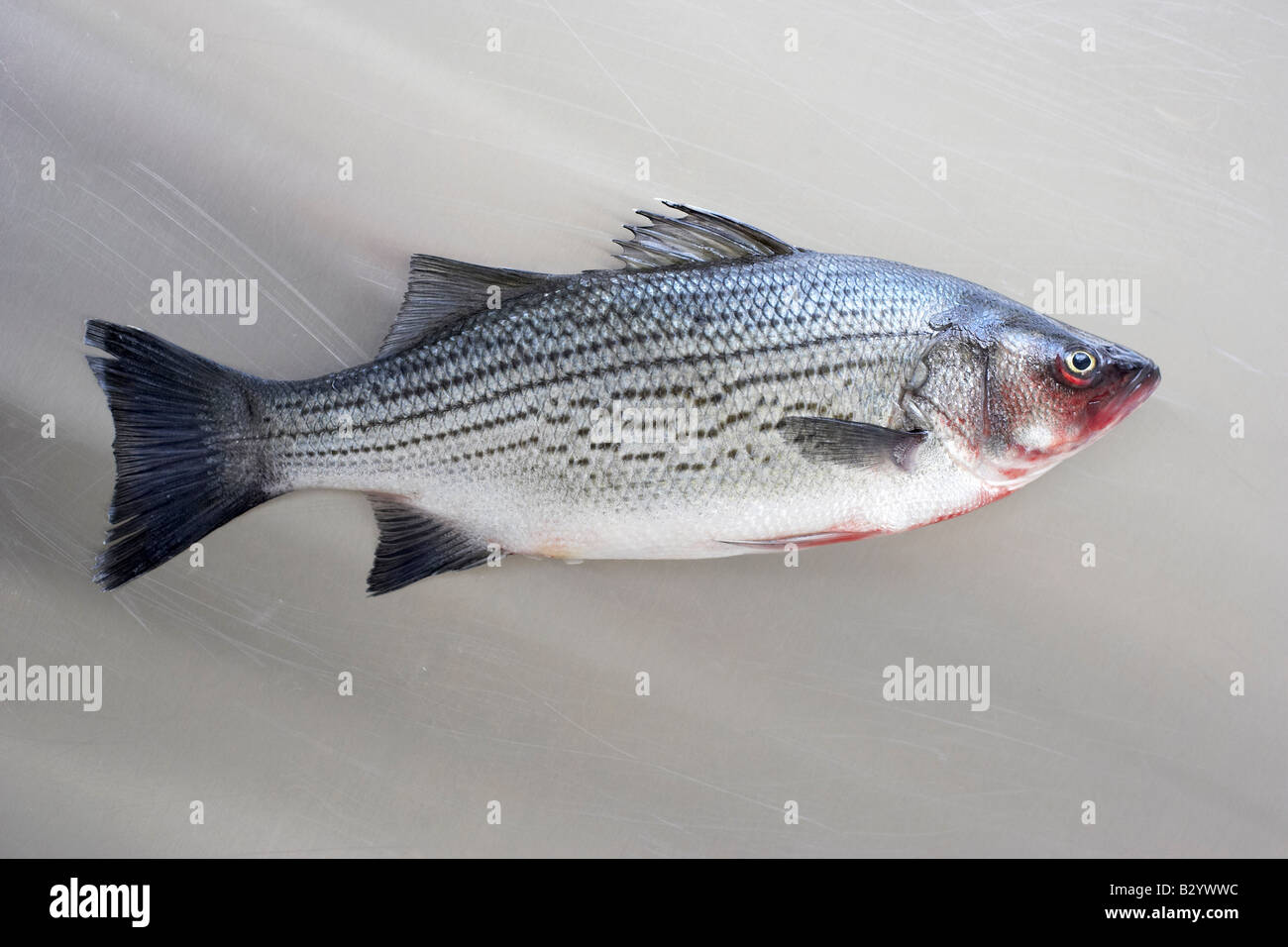 Fish still life hi-res stock photography and images - Alamy