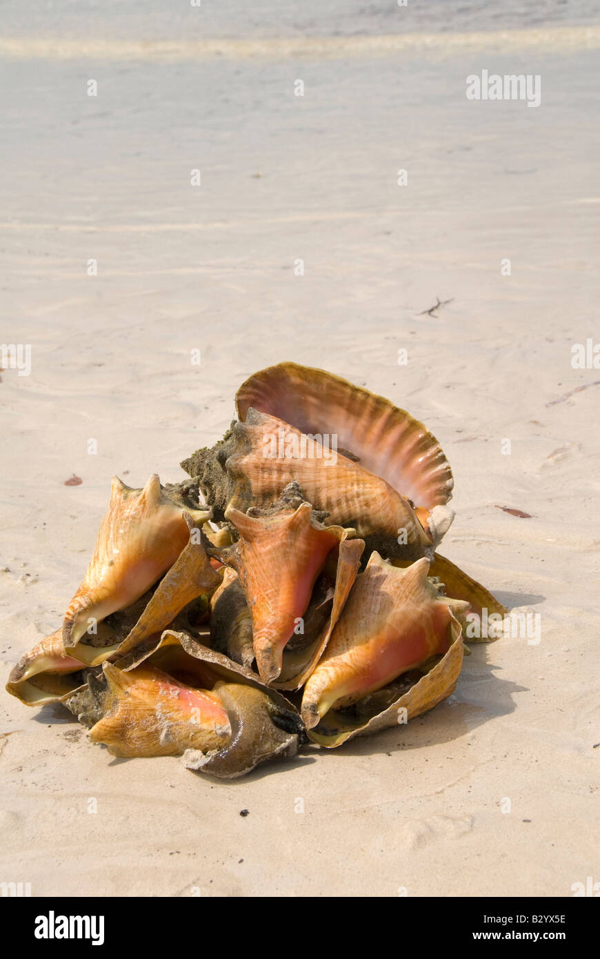 a Cuban seascape seashells Stock Photo - Alamy
