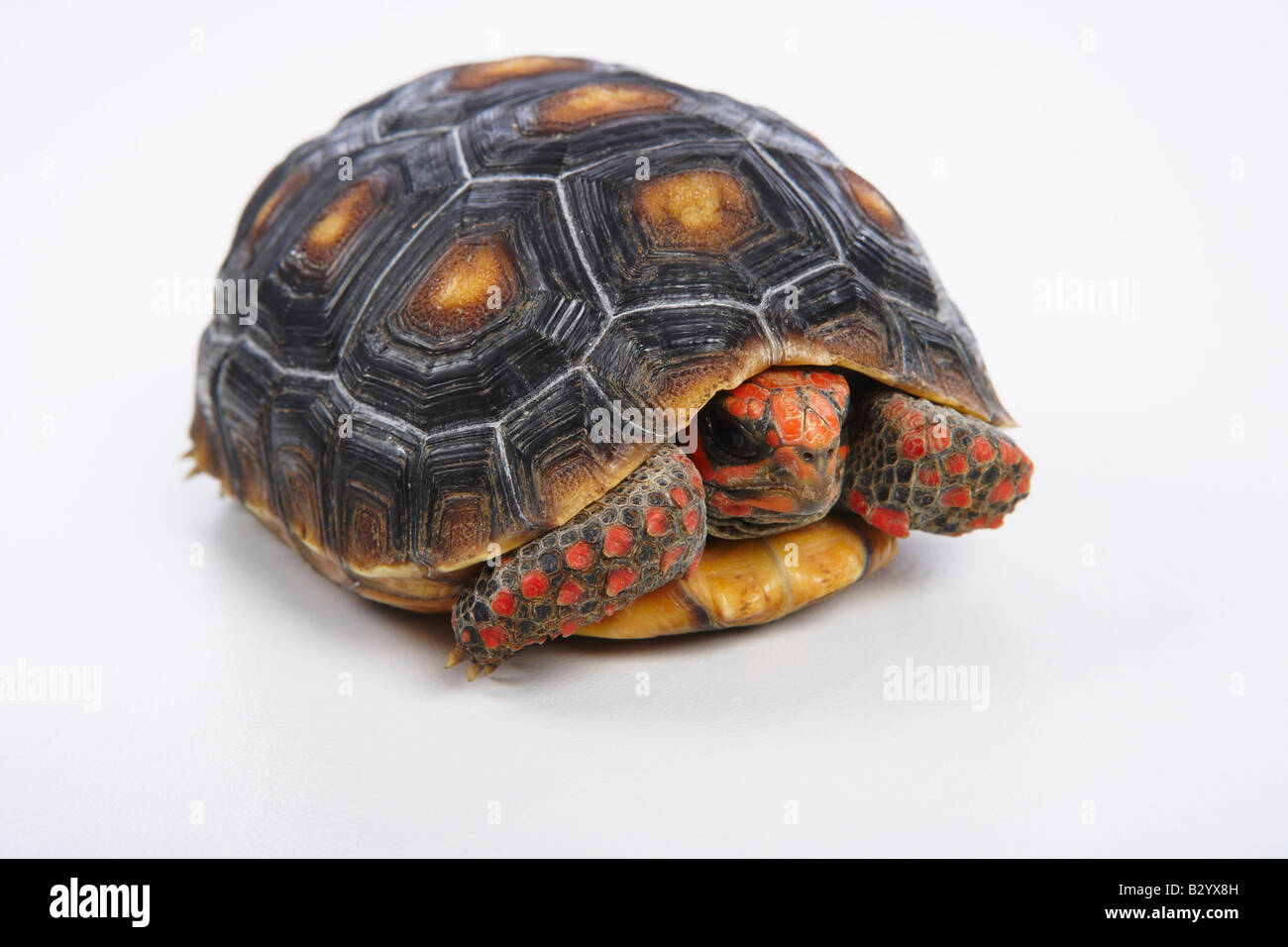 Hidden turtle hi-res stock photography and images - Alamy