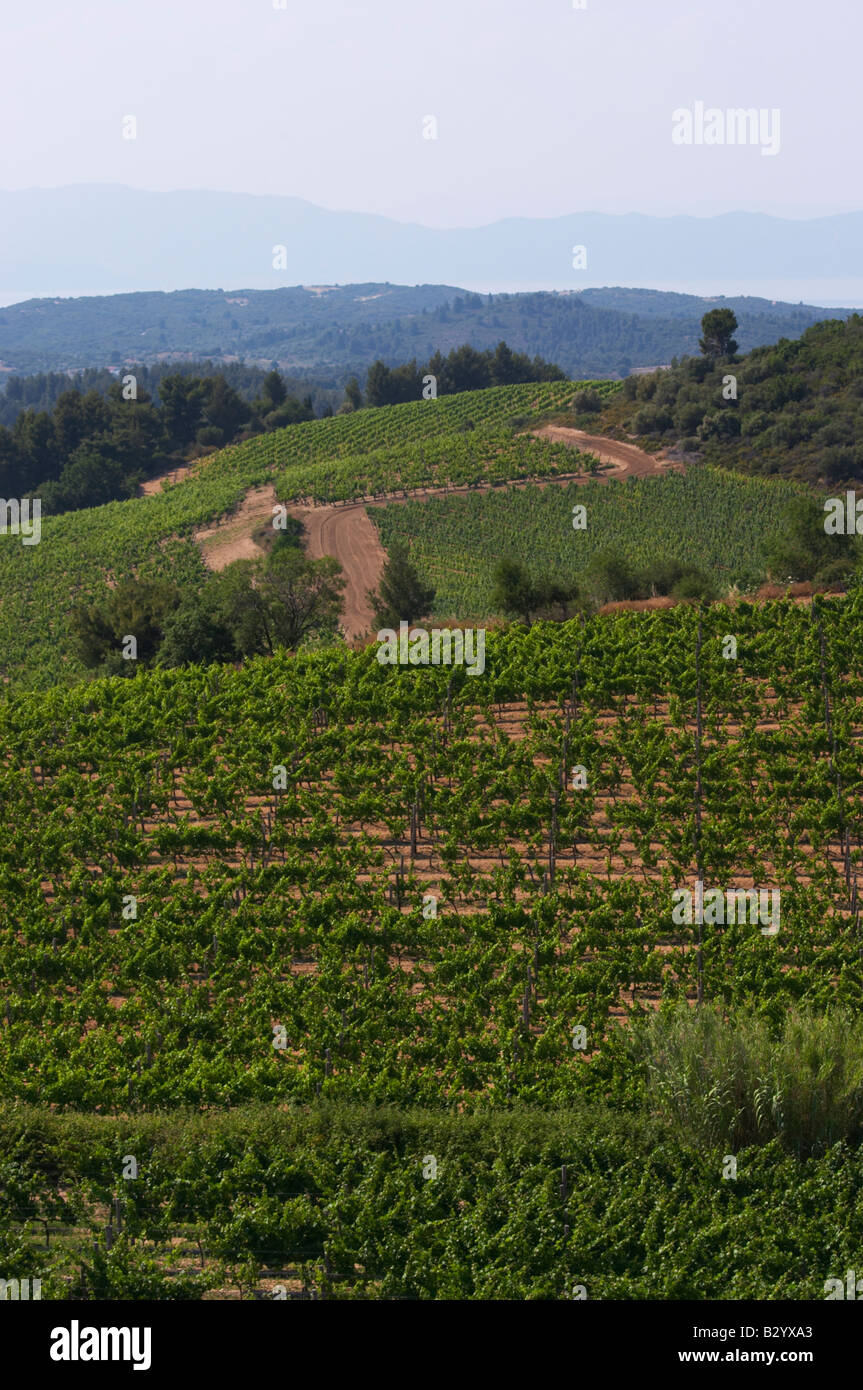 Vineyard. Mount Athos. Tsantali Vineyards & Winery, Halkidiki ...