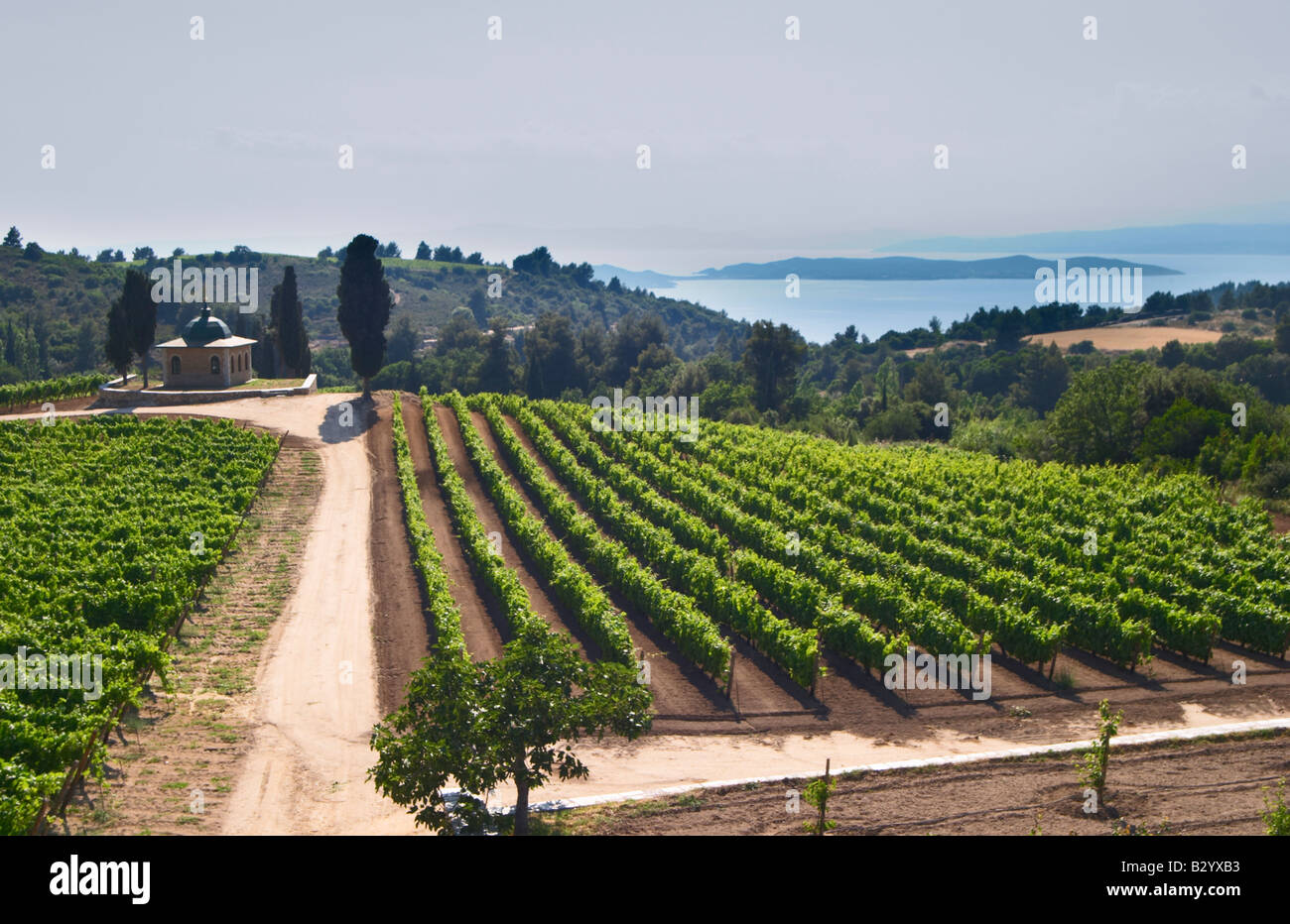 Vineyard. The Tsantalis sponsored monastery. Mount Athos. Tsantali ...