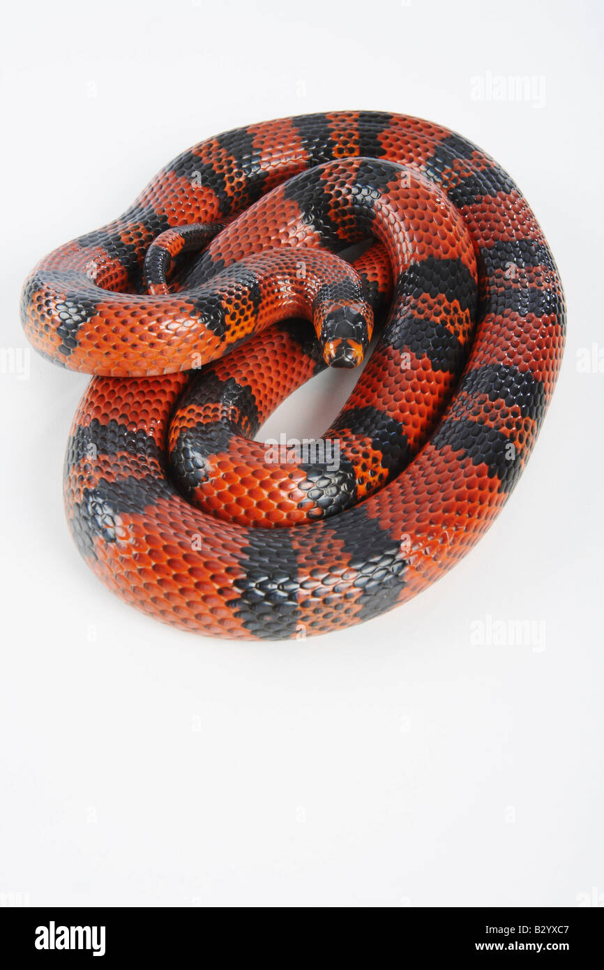 Sinister nature Cut Out Stock Images & Pictures - Alamy