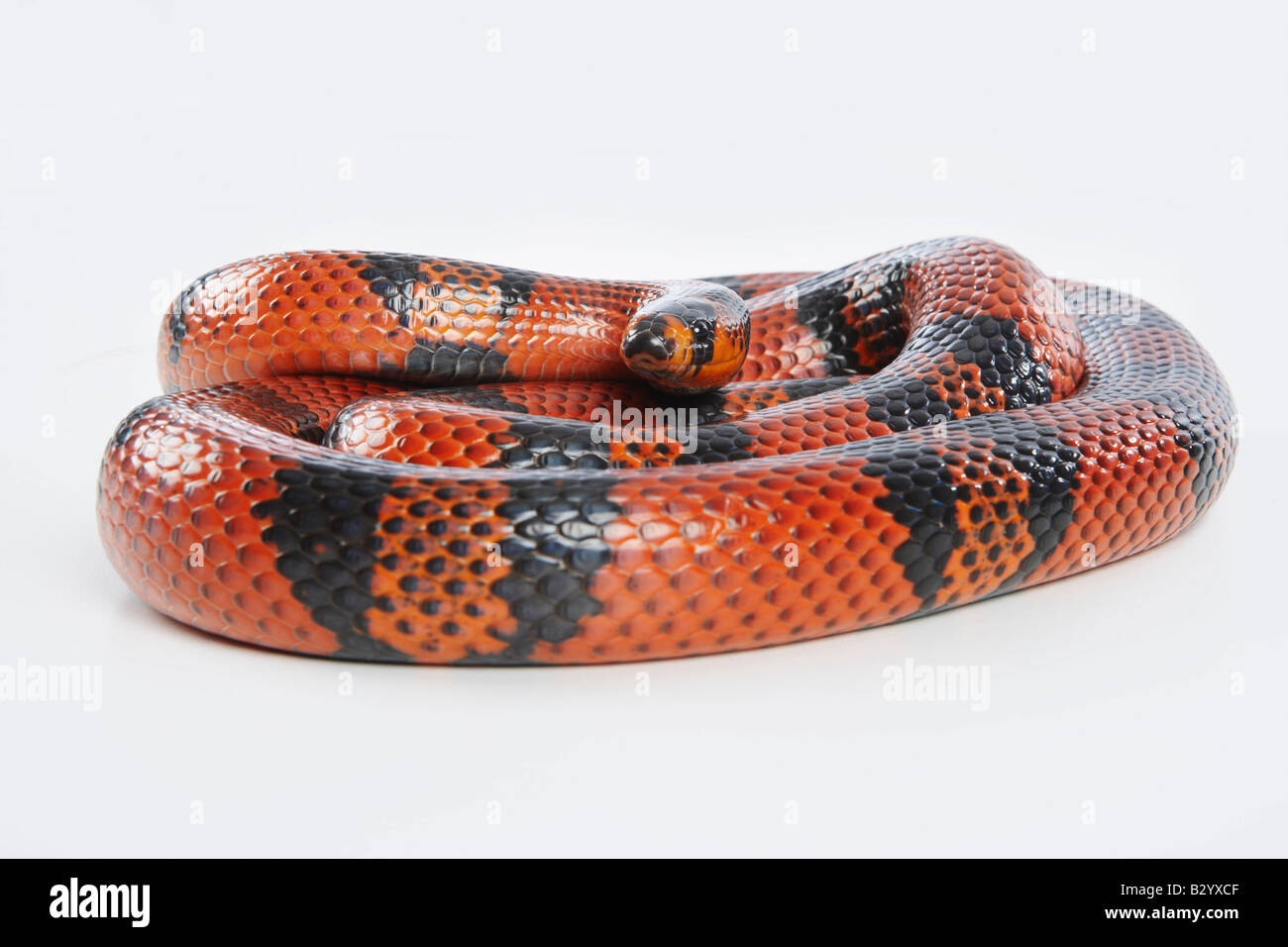Snake Facing Camera High Resolution Stock Photography and Images - Alamy