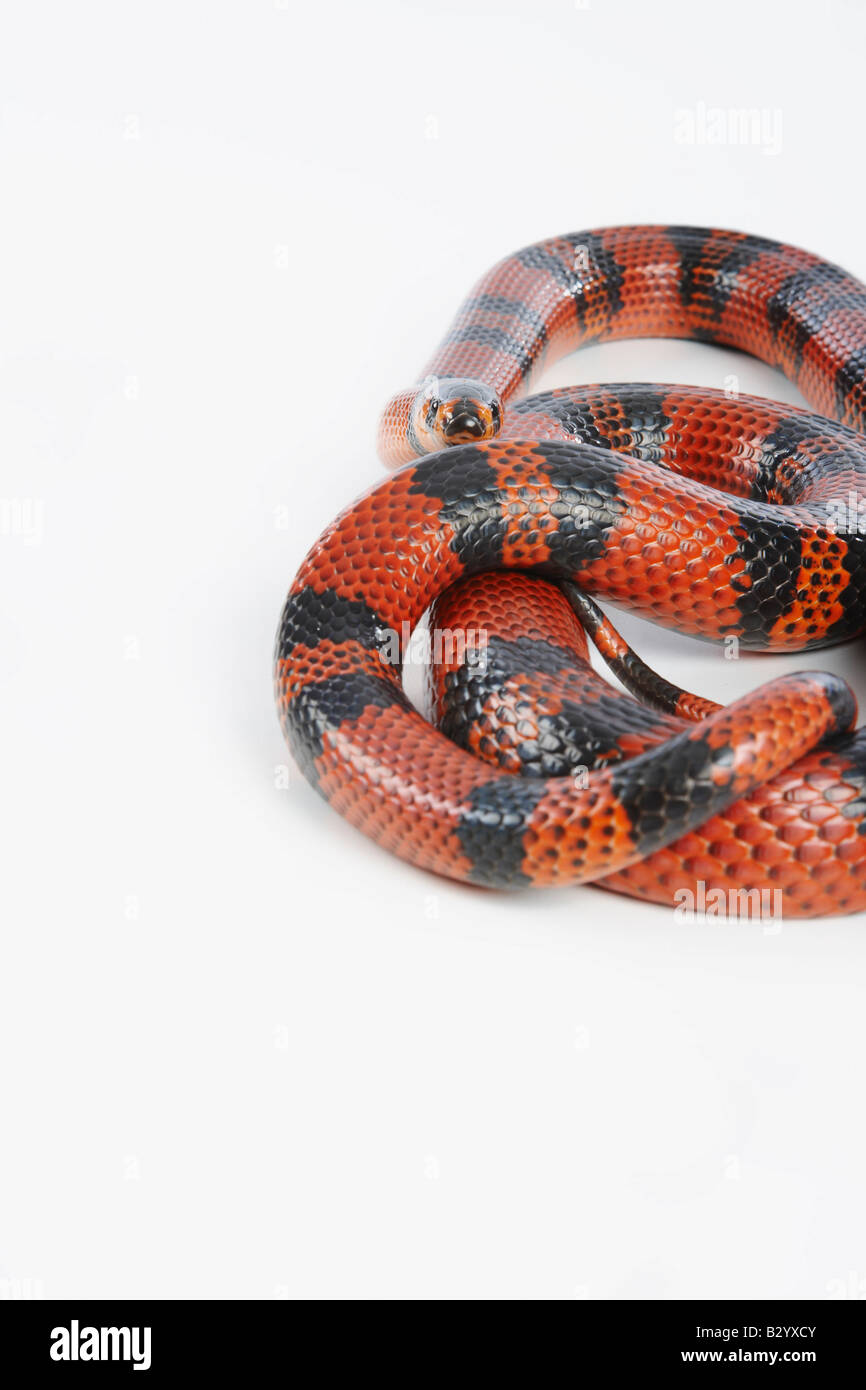 Whole snake hi-res stock photography and images - Alamy