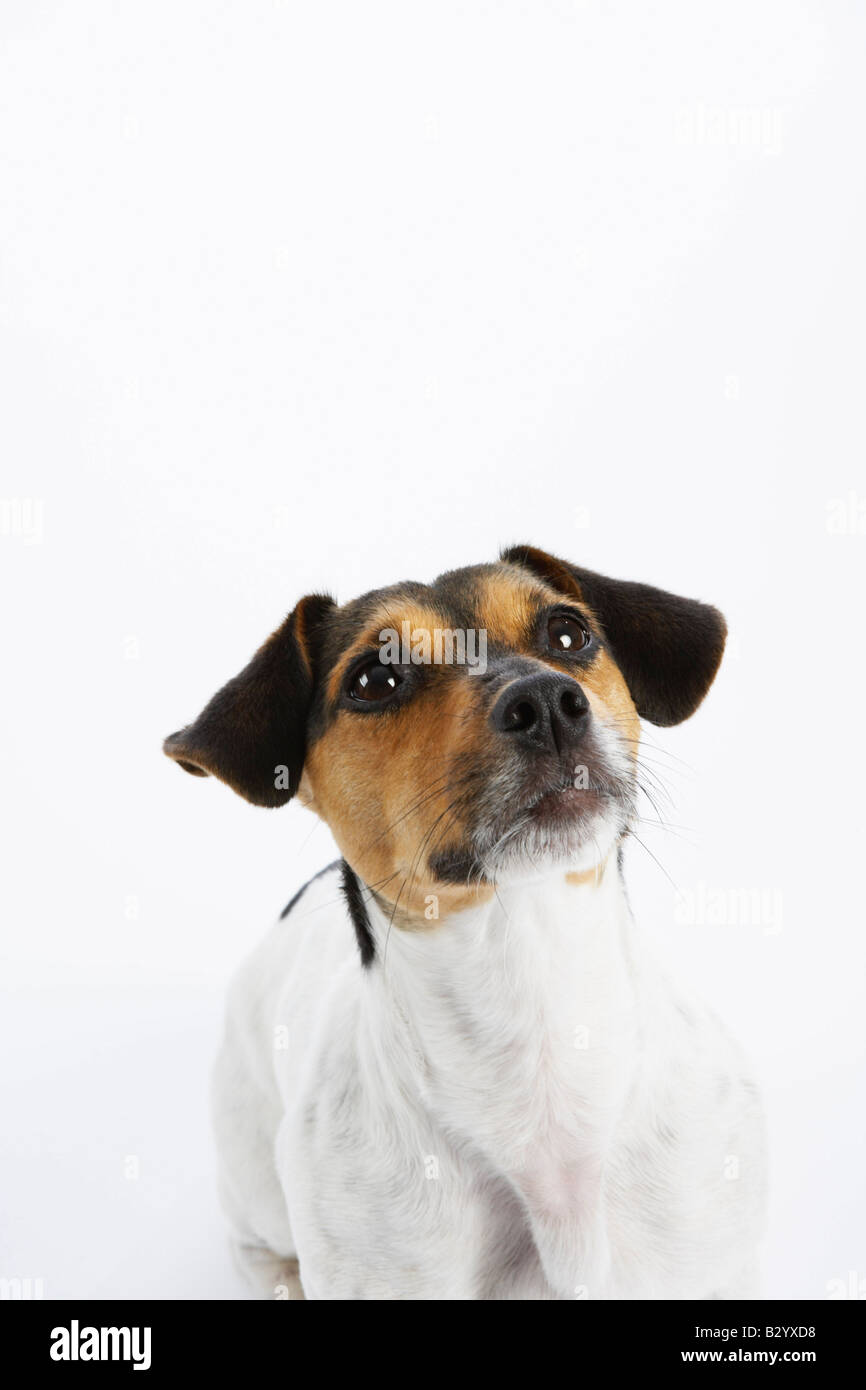 Pouting dog hi-res stock photography and images - Alamy