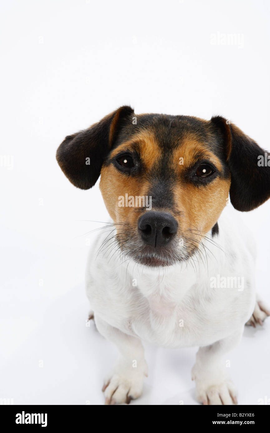 Pleading Puppy High Resolution Stock Photography and Images - Alamy