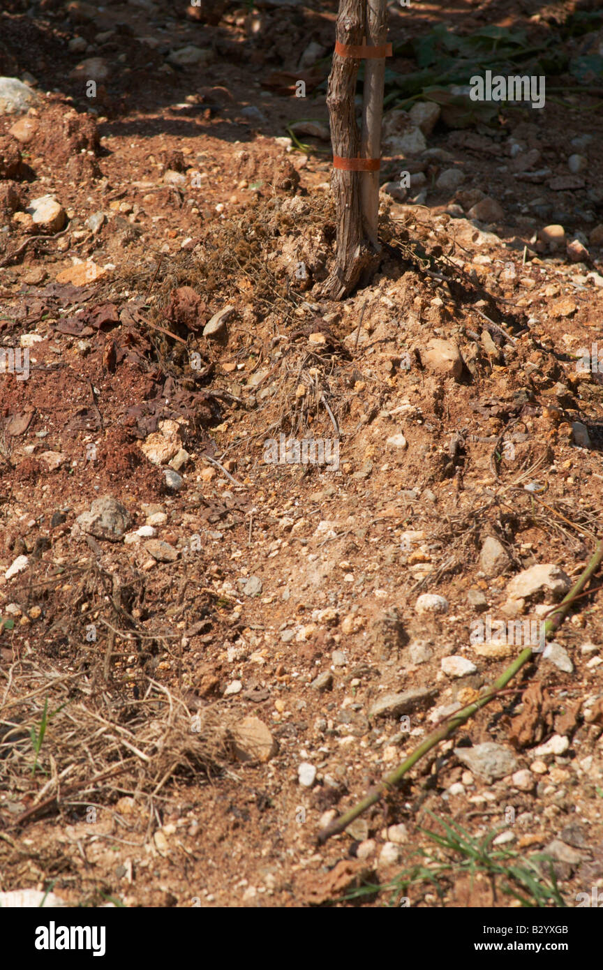 Calcareous soil hi-res stock photography and images - Alamy