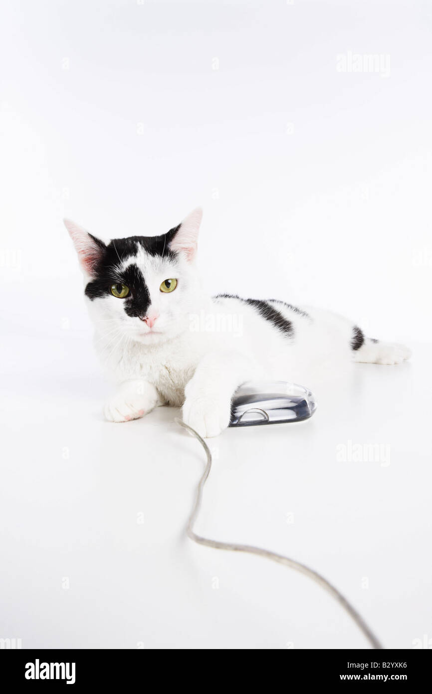 Cat And Mouse Images High Resolution Stock Photography and Images - Alamy