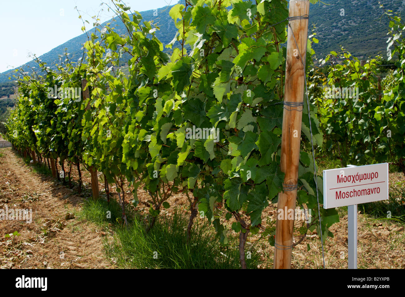 Vines. Moschomavro vine variety. Biblia Chora Winery, Kokkinohori, Kavala, Macedonia, Greece ...
