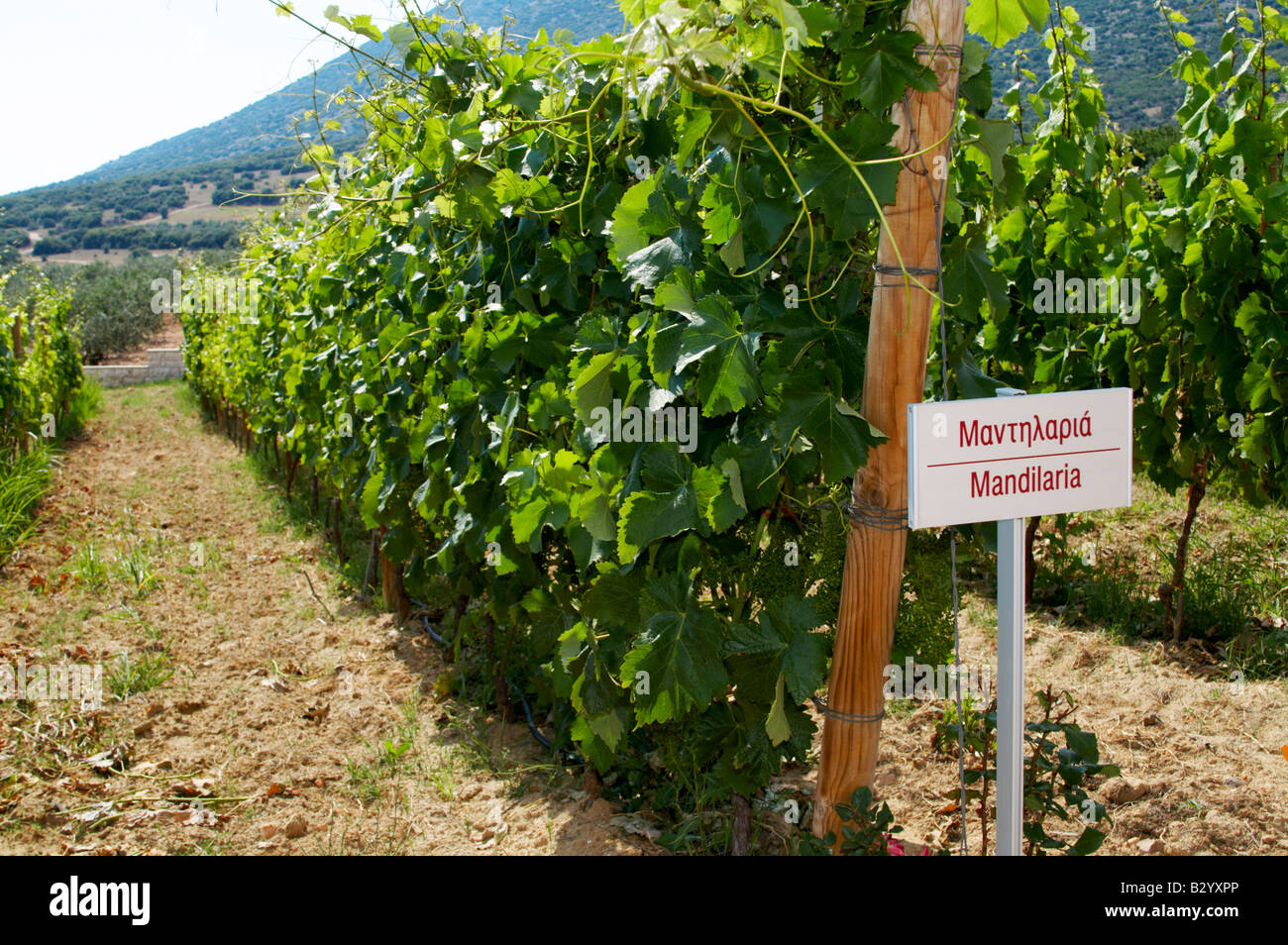 Vines. Mandilaria vine variety. Biblia Chora Winery, Kokkinohori ...