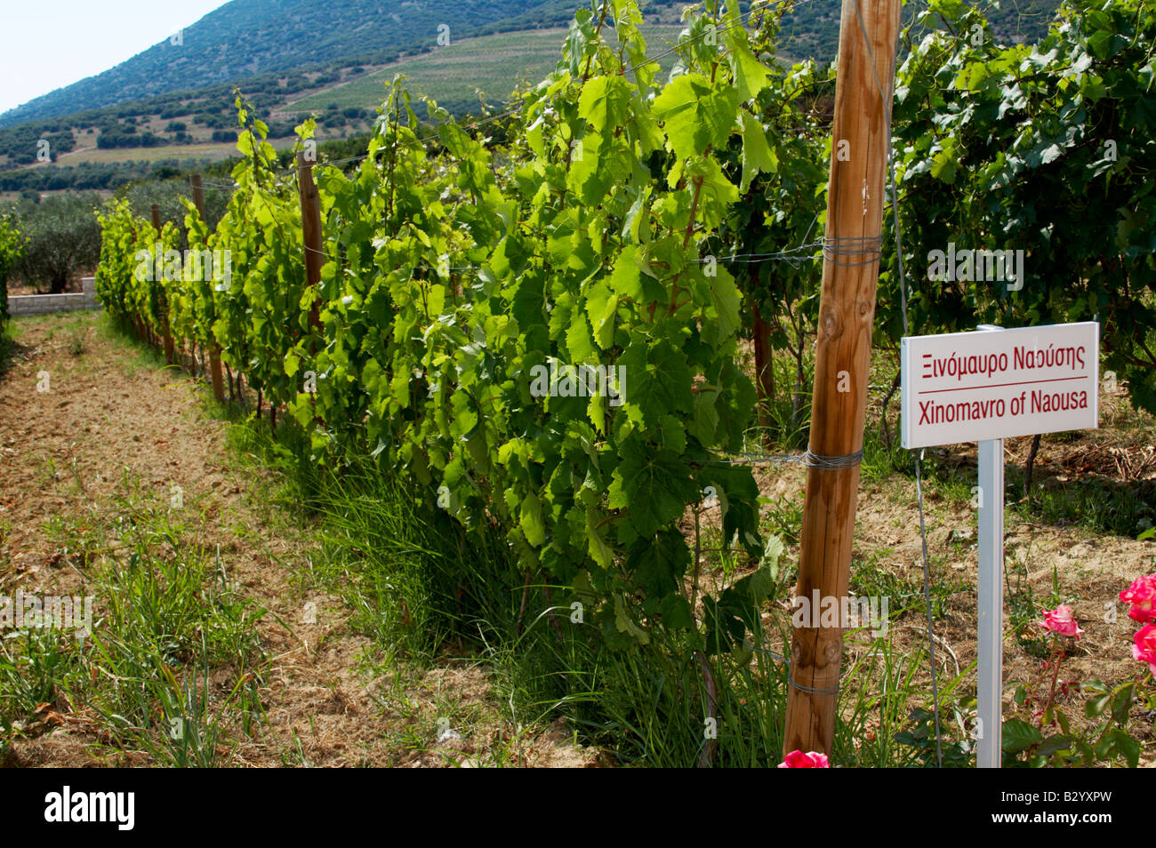 Vines. Xinomavro of Naousa Naoussa vine variety. Biblia Chora Winery ...