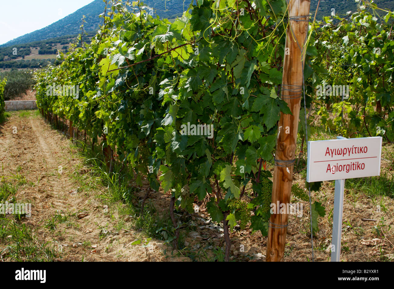 Agiorgitiko variety hi-res stock photography and images - Alamy