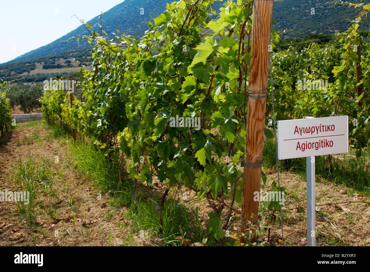 Agiorgitiko variety hi-res stock photography and images - Alamy