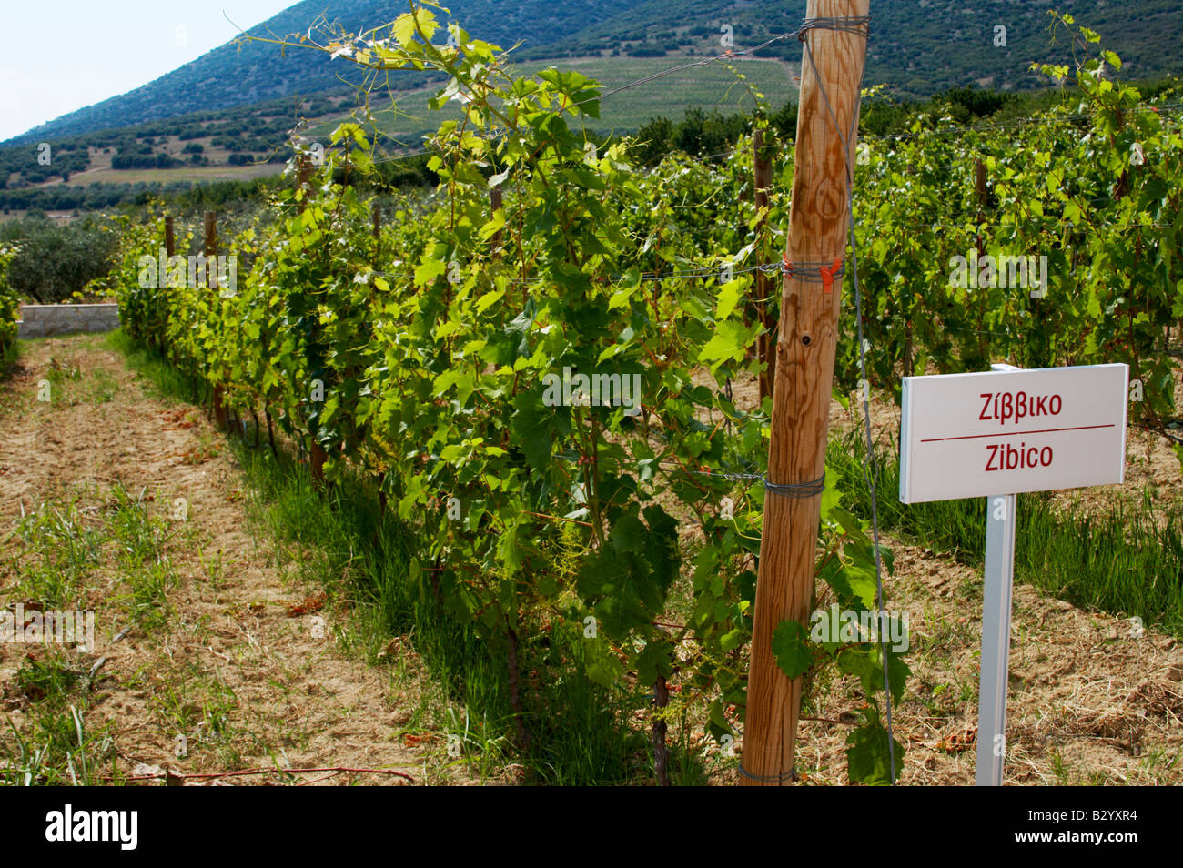 Vines. Zibico vine variety. Biblia Chora Winery, Kokkinohori, Kavala ...