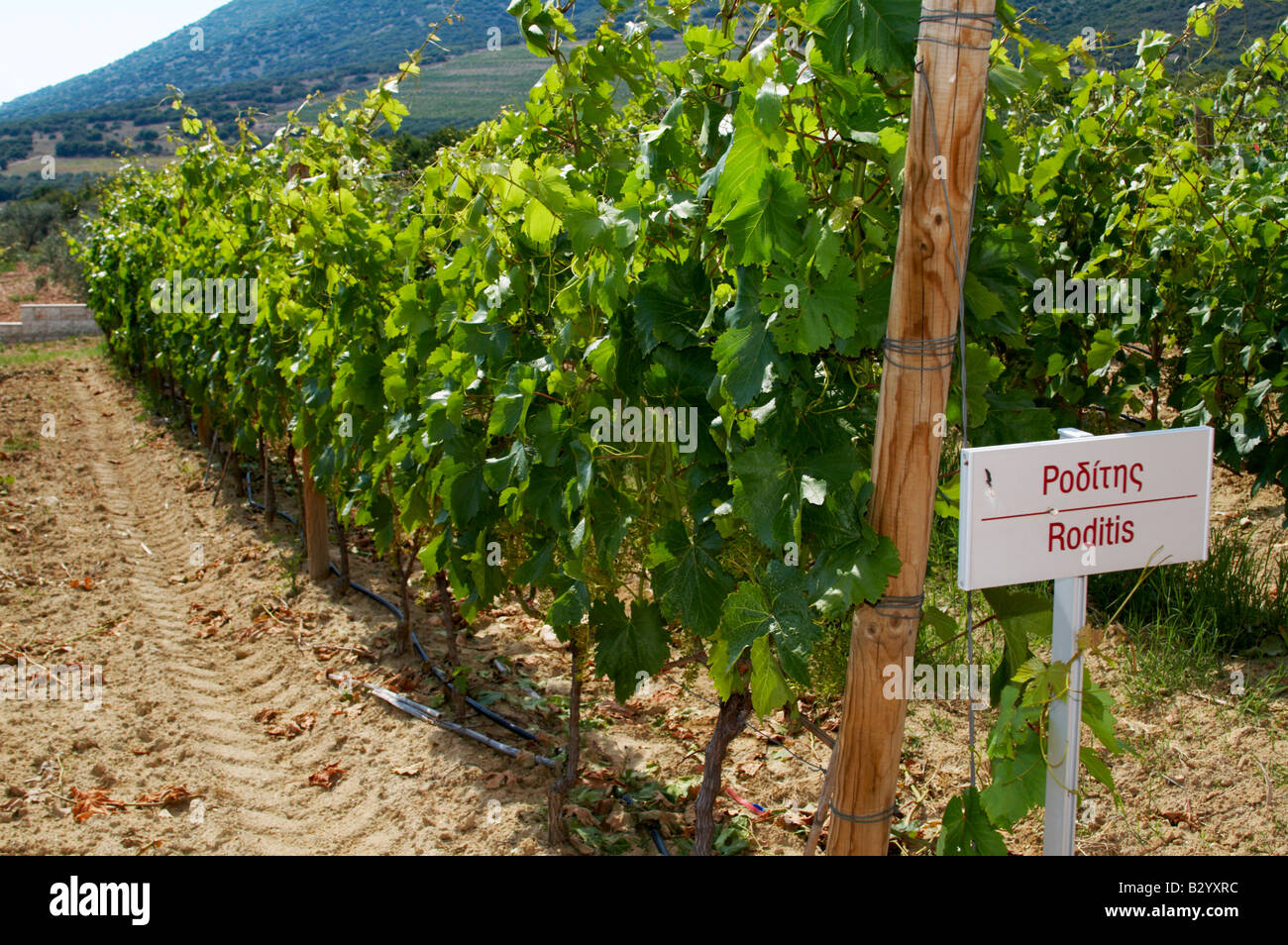 Vines. Roditis vine variety. Biblia Chora Winery, Kokkinohori, Kavala ...