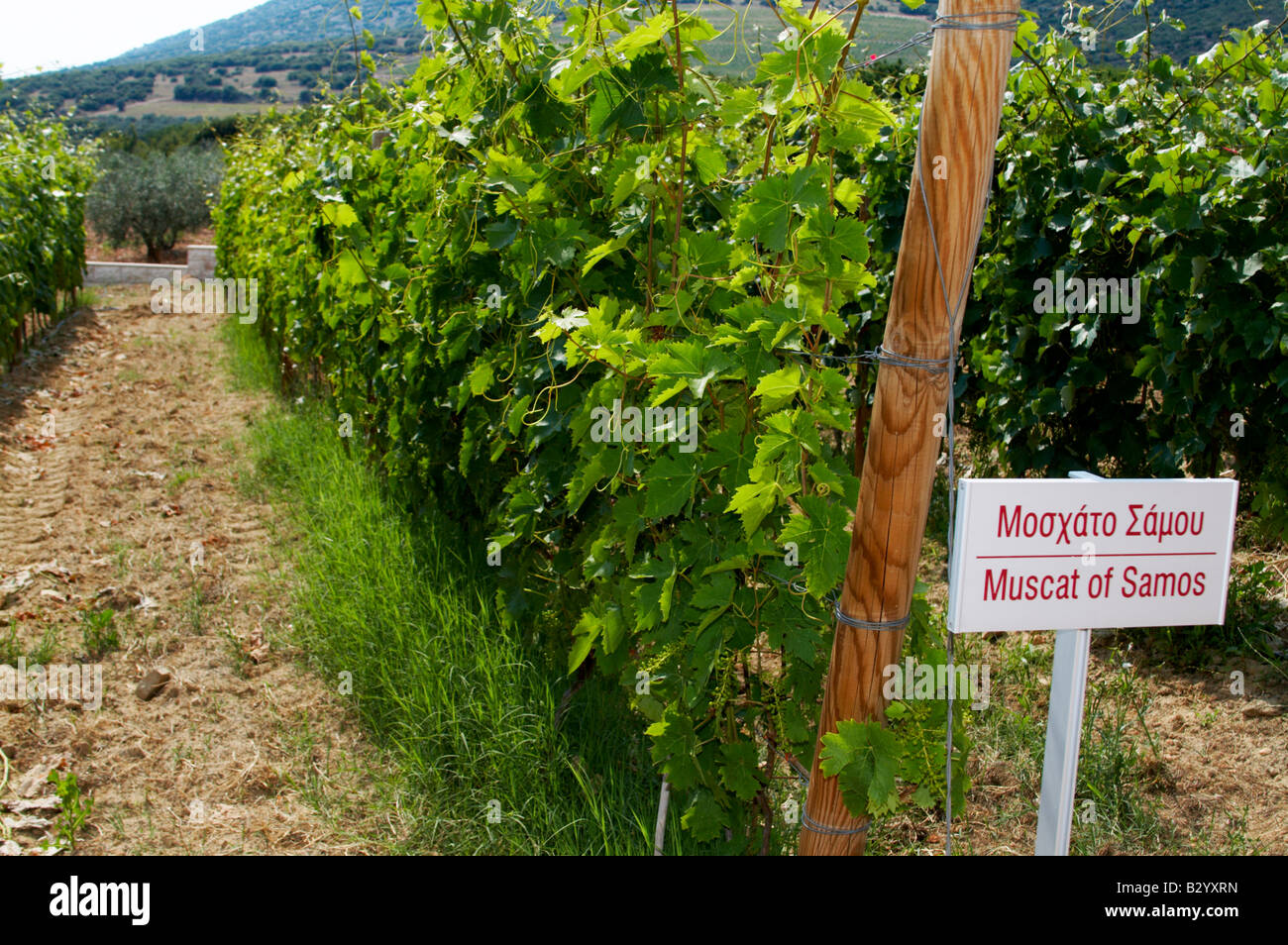 Vines. Muscat of Samos vine variety. Biblia Chora Winery, Kokkinohori ...