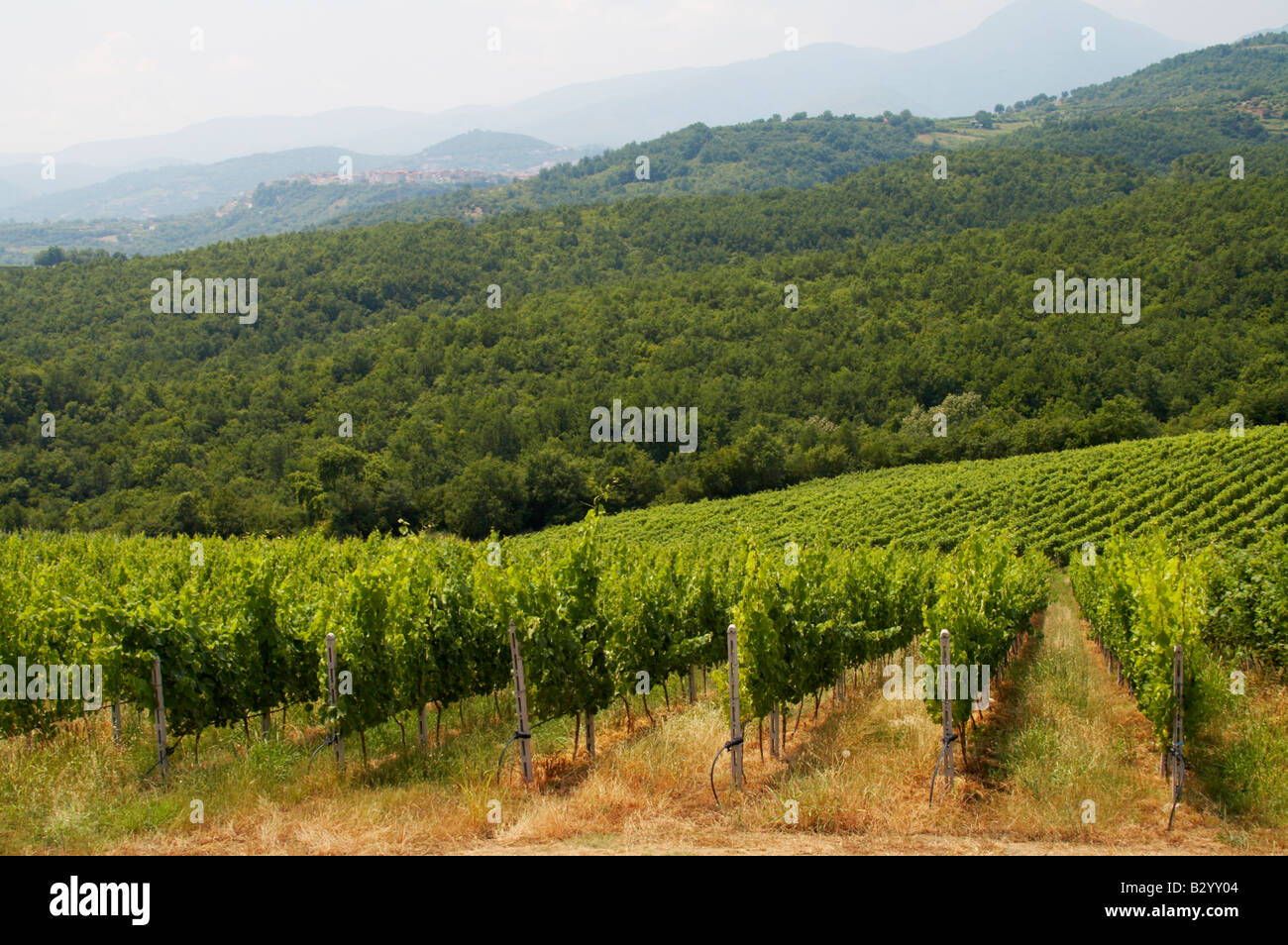 Vineyard. Kir-Yianni Winery, Yianakohori, Naoussa, Macedonia, Greece ...