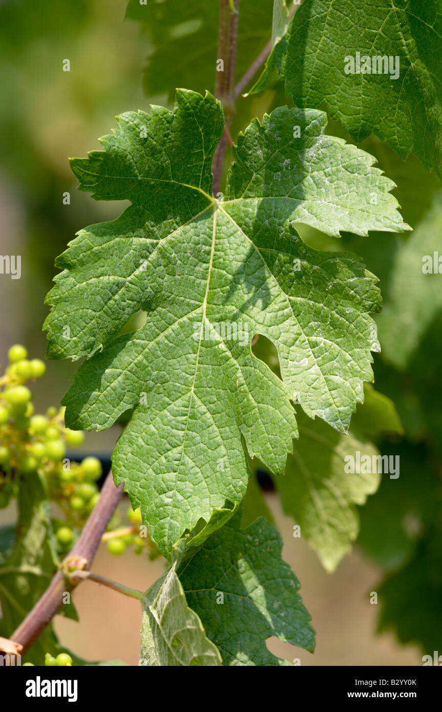 Vine leaf. Merlot. Kir-Yianni Winery, Yianakohori, Naoussa, Macedonia ...