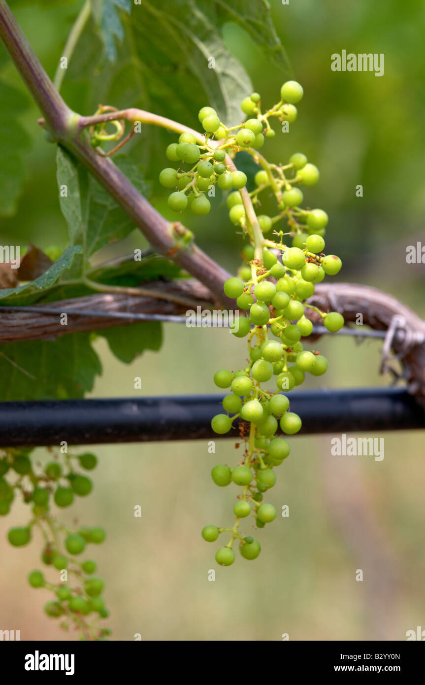 Watering the grape vines hi-res stock photography and images - Alamy