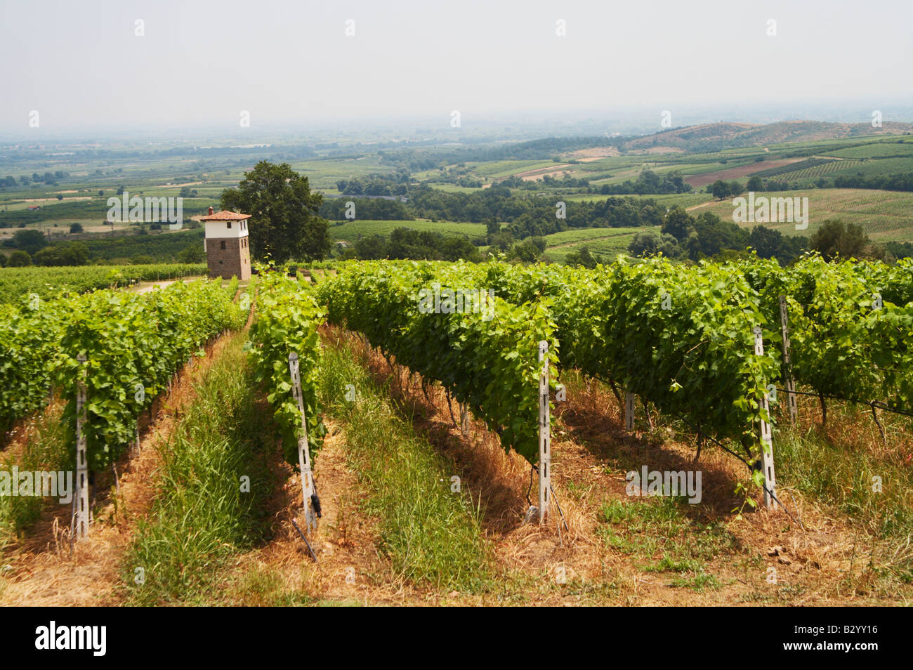 Vineyard. The watch tower. Cabernet Franc. Kir-Yianni Winery ...