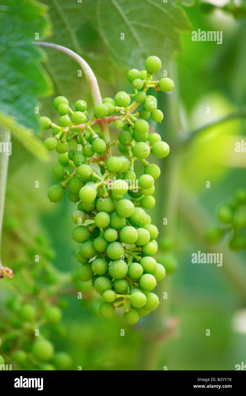 Unripe grapes. Xinomavro. Kir-Yianni Winery, Yianakohori, Naoussa ...