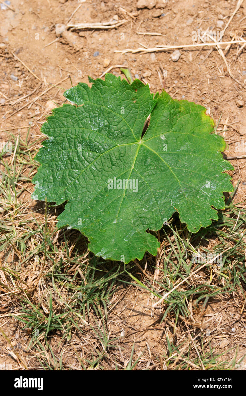 Vine leaf. Xinomavro. Kir-Yianni Winery, Yianakohori, Naoussa ...