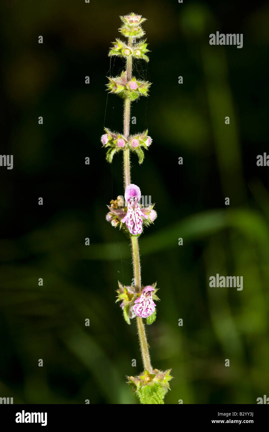 Nettle ridge hi-res stock photography and images - Alamy