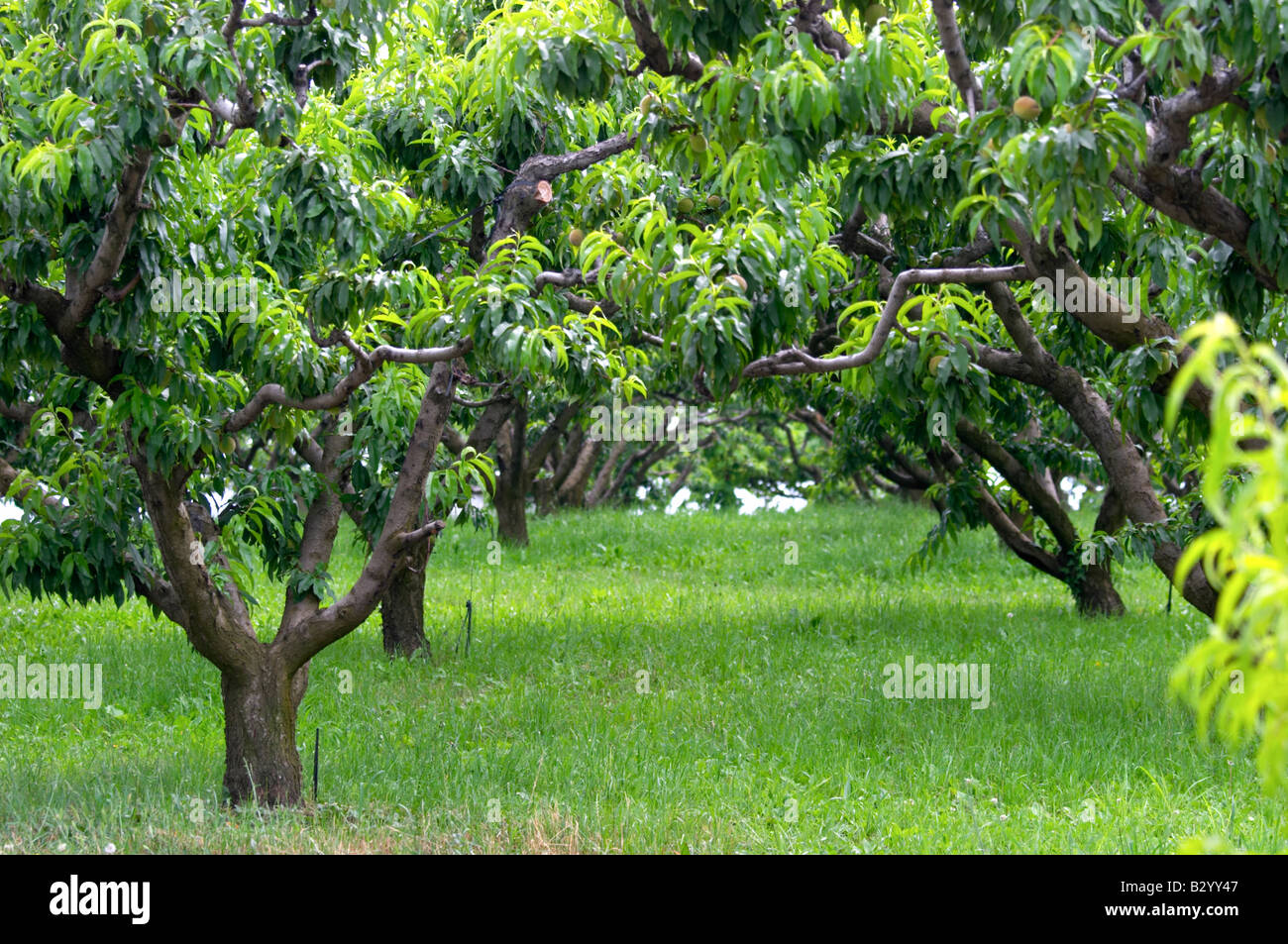 Eucaluptus trees in Strantza. Macedonia, Greece Stock Photo - Alamy
