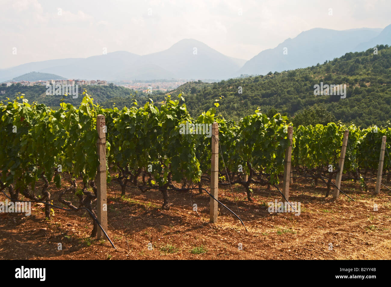 Macedonian vineyard hi-res stock photography and images - Alamy