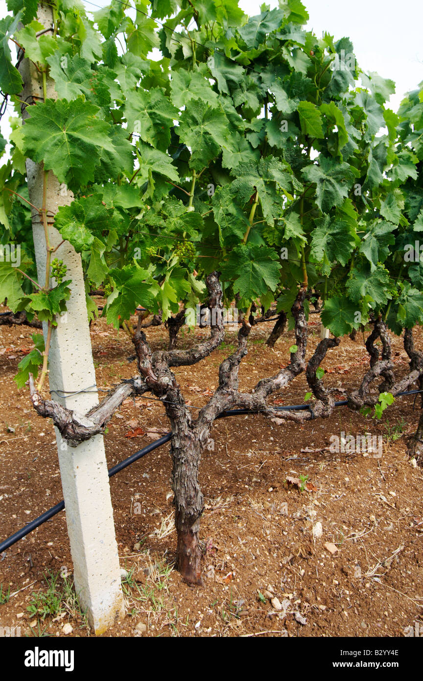 Types of vines hi-res stock photography and images - Alamy