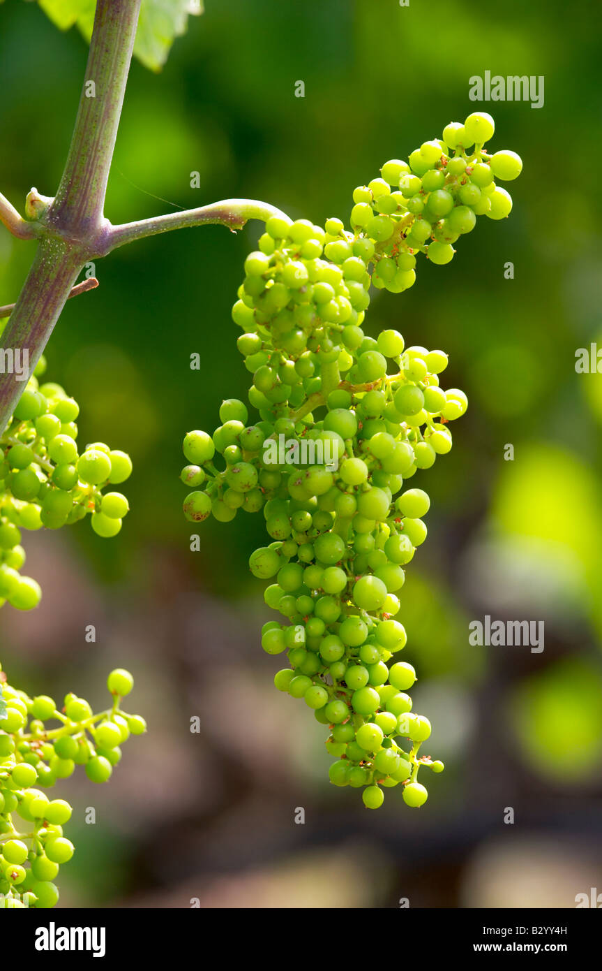 Unripe grapes. Strantza village near Naoussa. Macedonia, Greece Stock ...