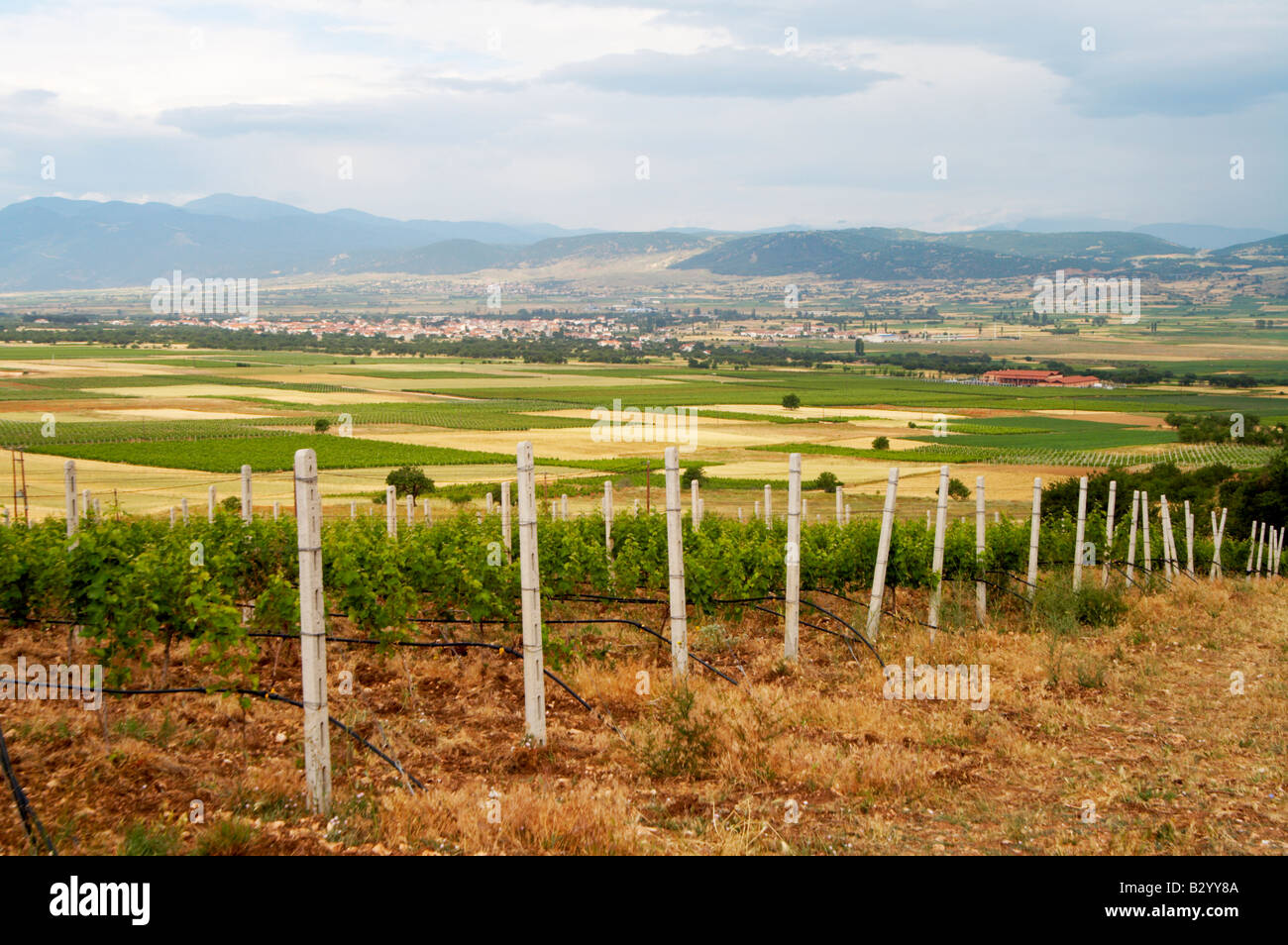 Vineyard. Traminer. Amyntaion wine cooperative, Amyndeon, Macedonia ...
