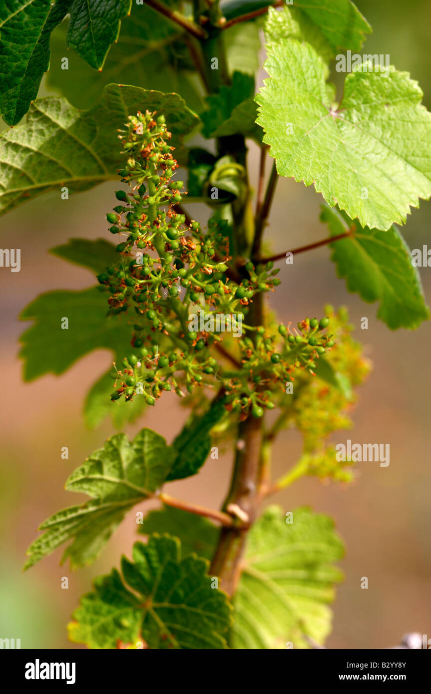 Flowering grape vine. Traminer. Amyntaion wine cooperative, Amyndeon ...