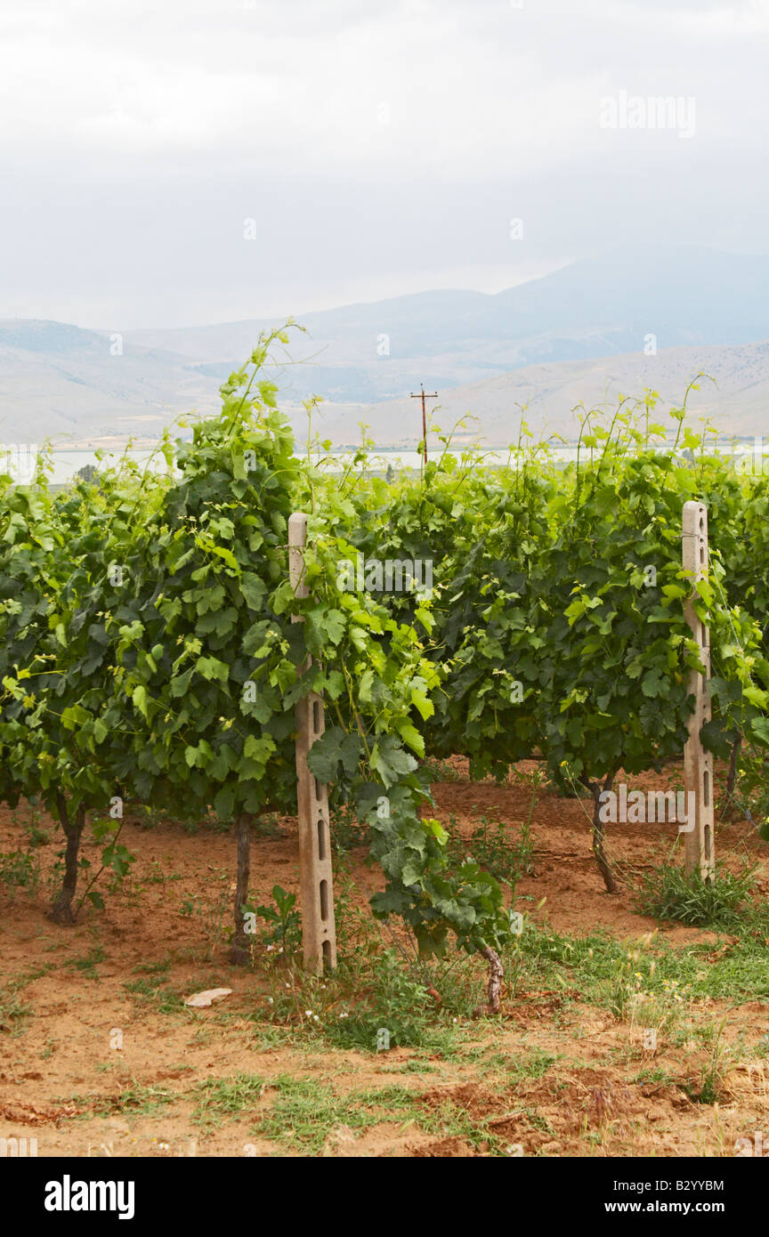 Vineyard. Alpha Estate Winery, Amyndeon, Macedonia, Greece Stock Photo ...