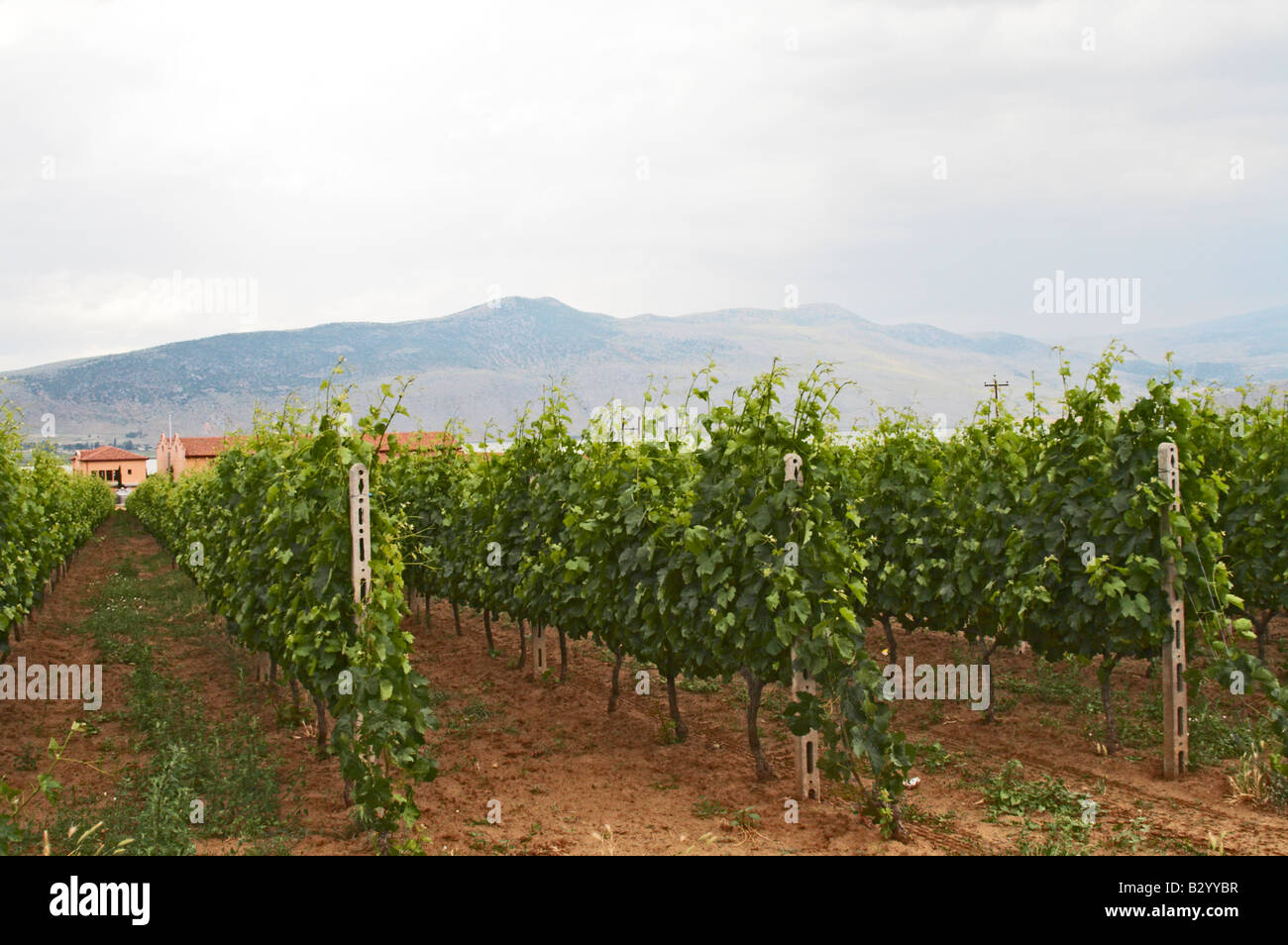Vineyard. Alpha Estate Winery, Amyndeon, Macedonia, Greece Stock Photo ...