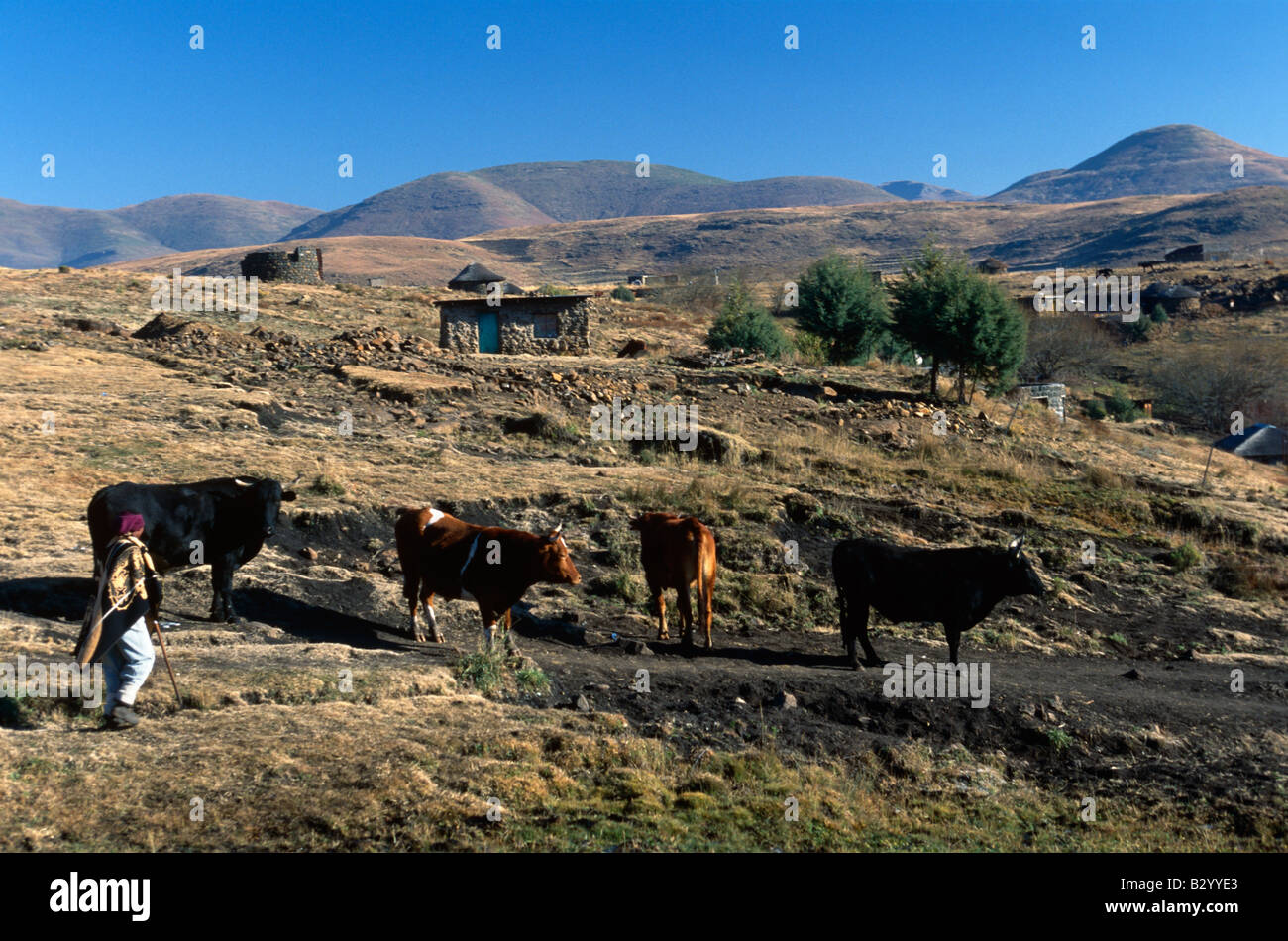 Lesotho Basotho Cattle High Resolution Stock Photography and Images - Alamy