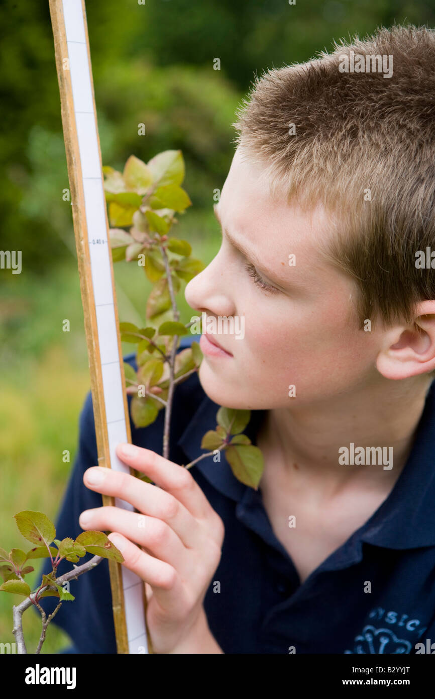 measuring the growth of a tree with a ruler Stock Photo - Alamy